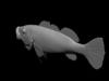 Perch Fish 3D model 3D printable | CGTrader