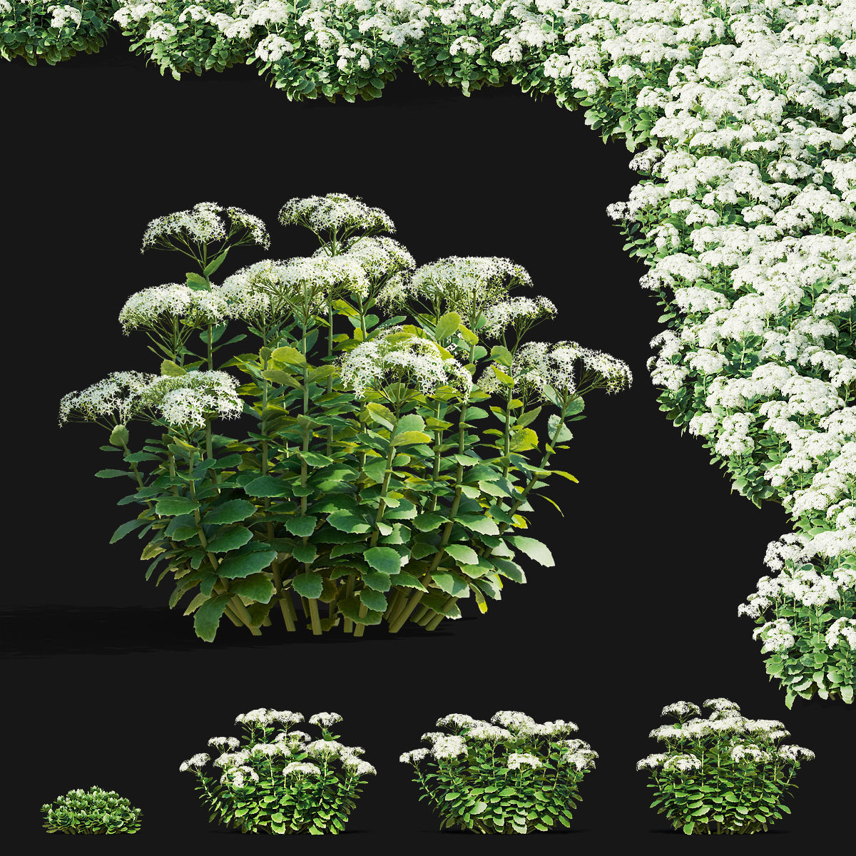 Sedum spectabile Stardust flower 3D model | CGTrader