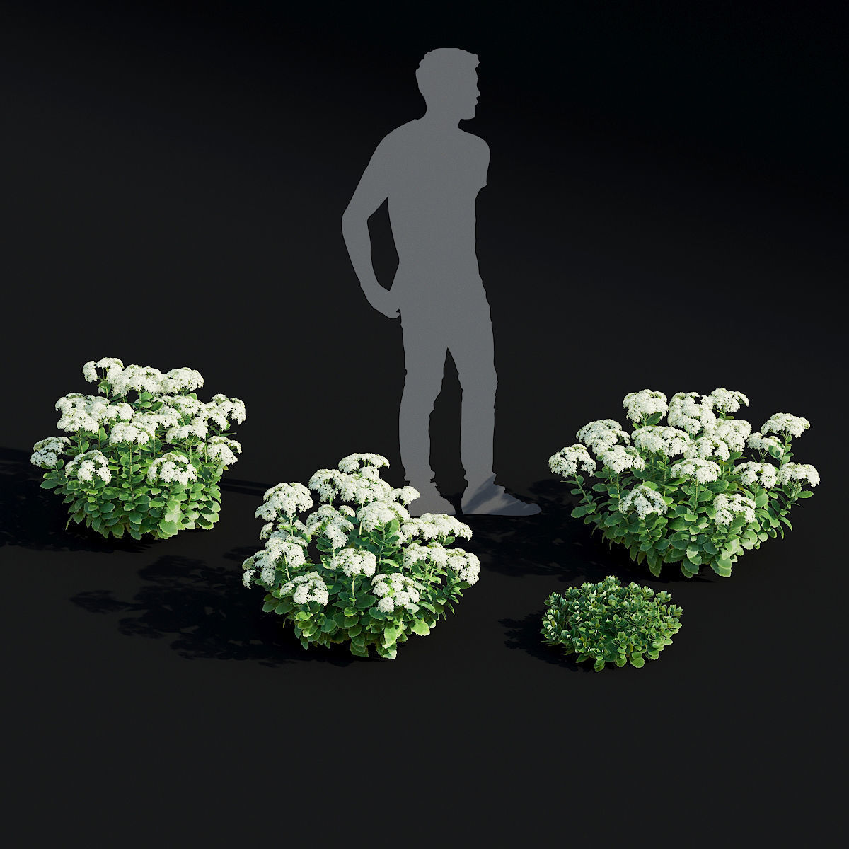 Sedum spectabile Stardust flower 3D model | CGTrader