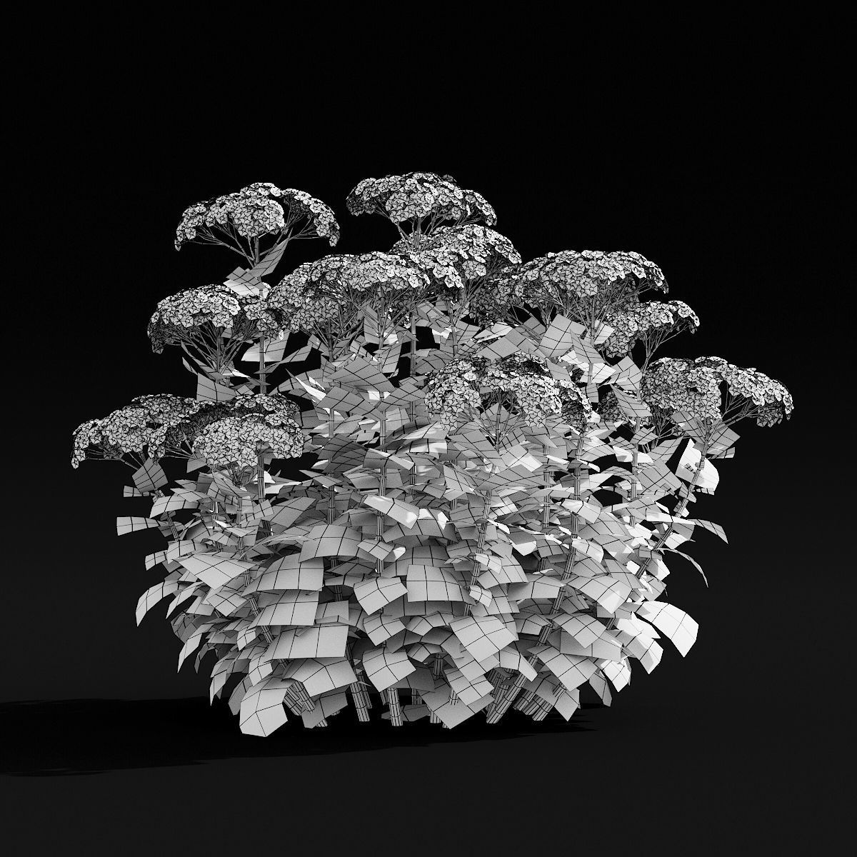 Sedum spectabile Stardust flower 3D model | CGTrader