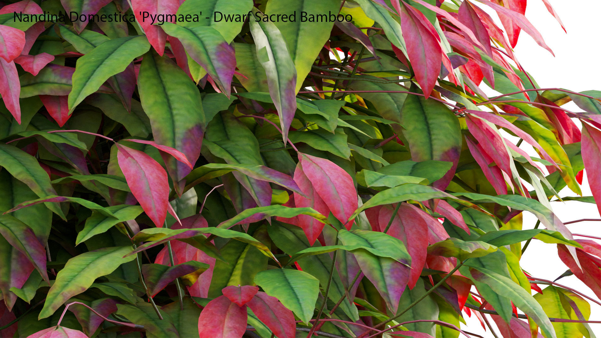 Nandina Domestica Pygmaea - Dwarf Sacred Bamboo 3D model | CGTrader