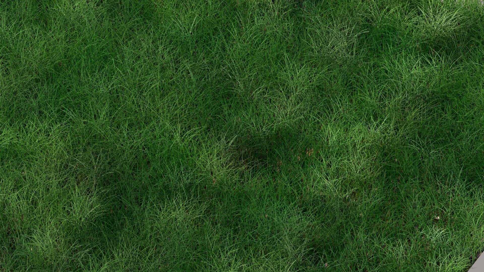 Grass 3D model | CGTrader