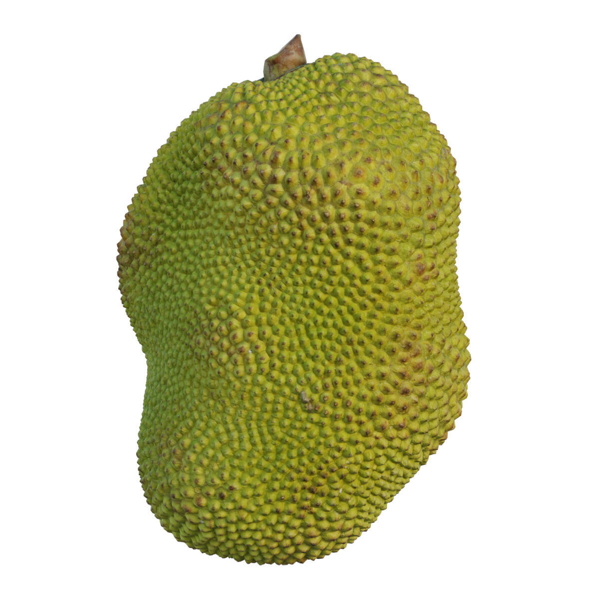 Jackfruit 03 3D model | CGTrader