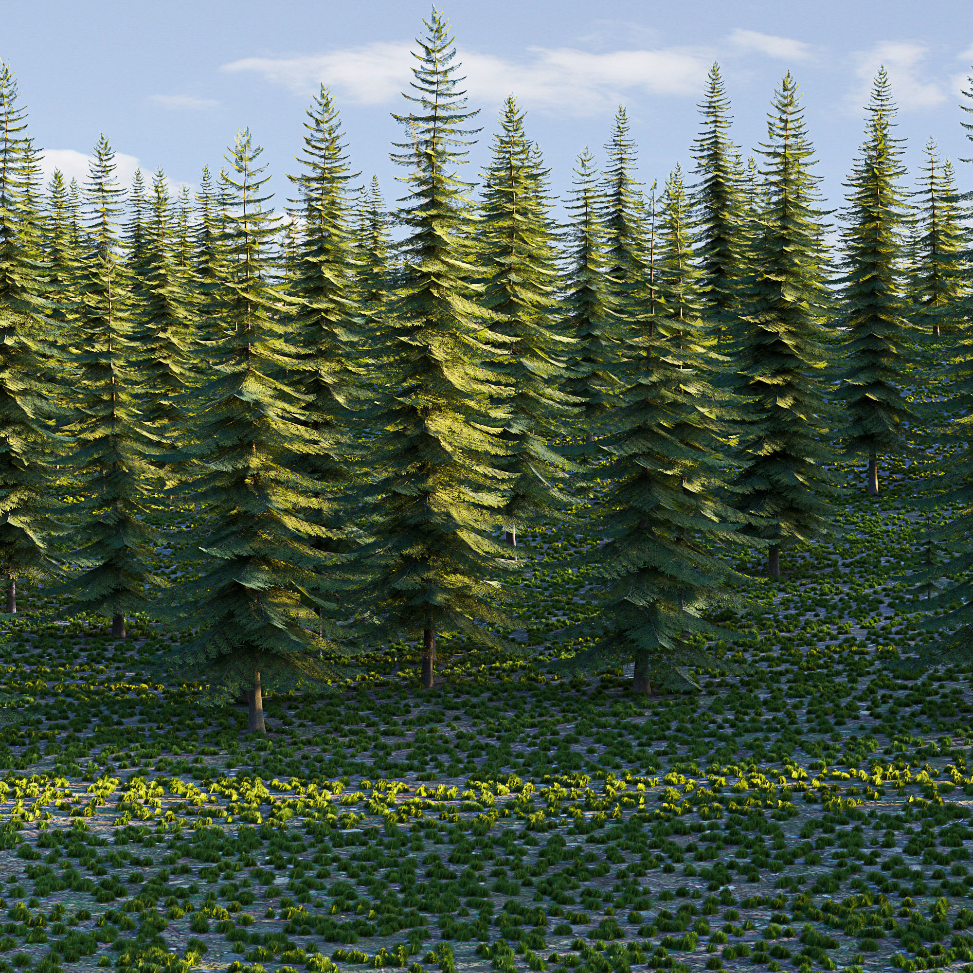 landscape01 engelmann spruce 3D model | CGTrader