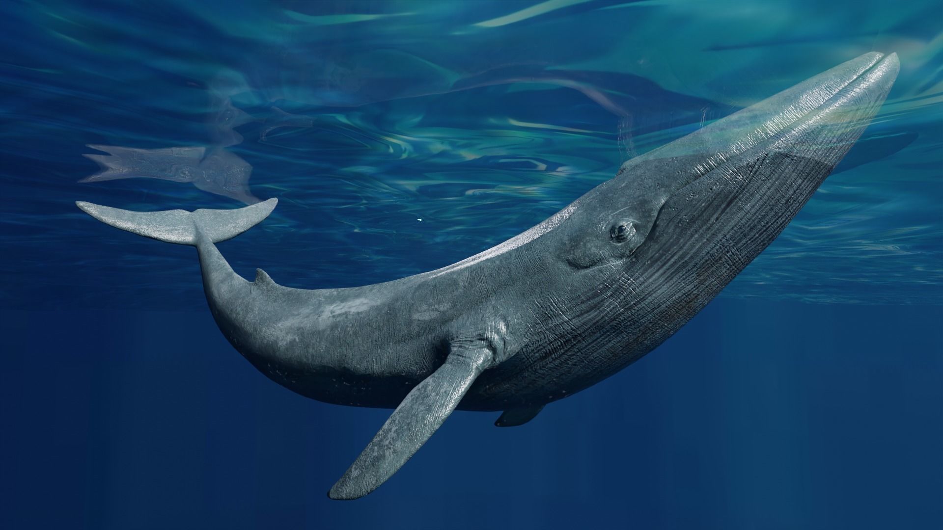 3D model Blue Whale Animated VR / AR / low-poly rigged animated | CGTrader