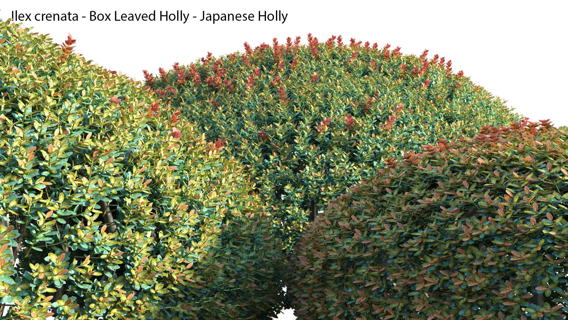 Ilex crenata - Box Leaved Holly - Japanese Holly - 02 3D model | CGTrader