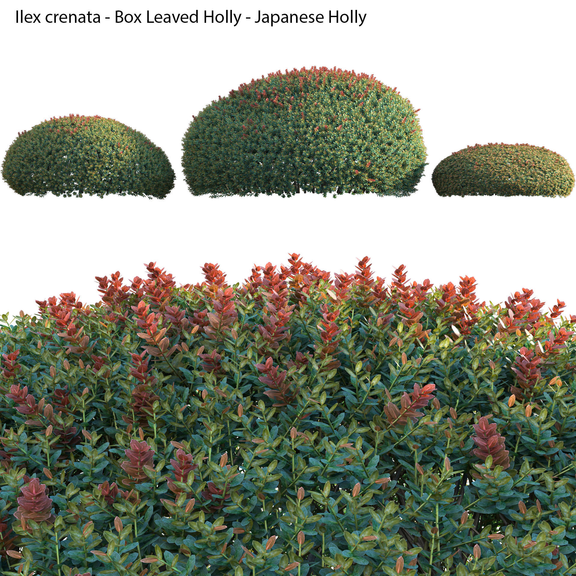 Ilex crenata - Box Leaved Holly - Japanese Holly - 02 3D model | CGTrader