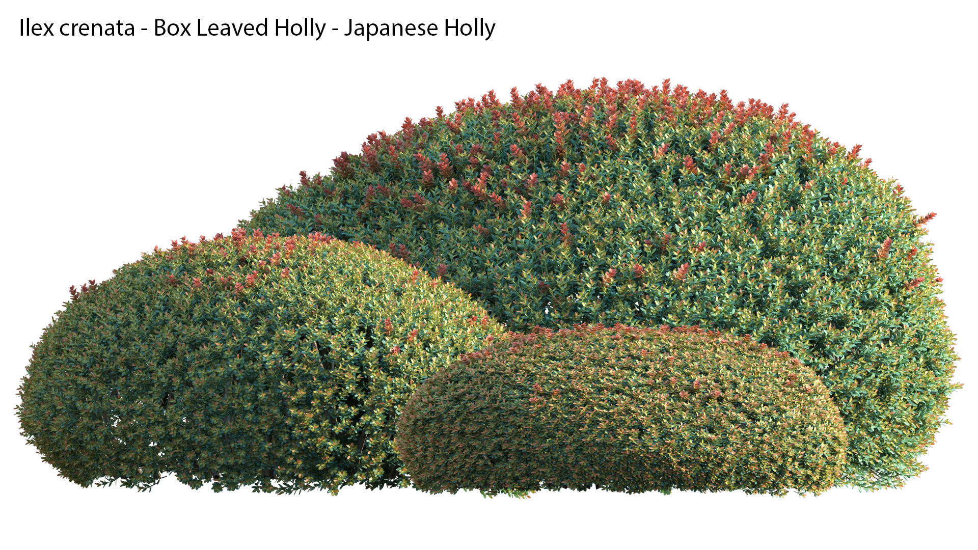 Ilex crenata - Box Leaved Holly - Japanese Holly - 02 3D model | CGTrader