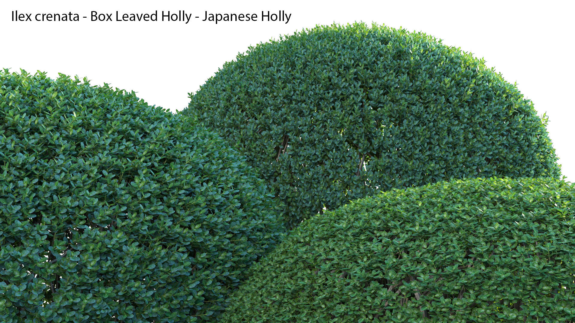 Ilex crenata - Box Leaved Holly - Japanese Holly - 01 3D model | CGTrader