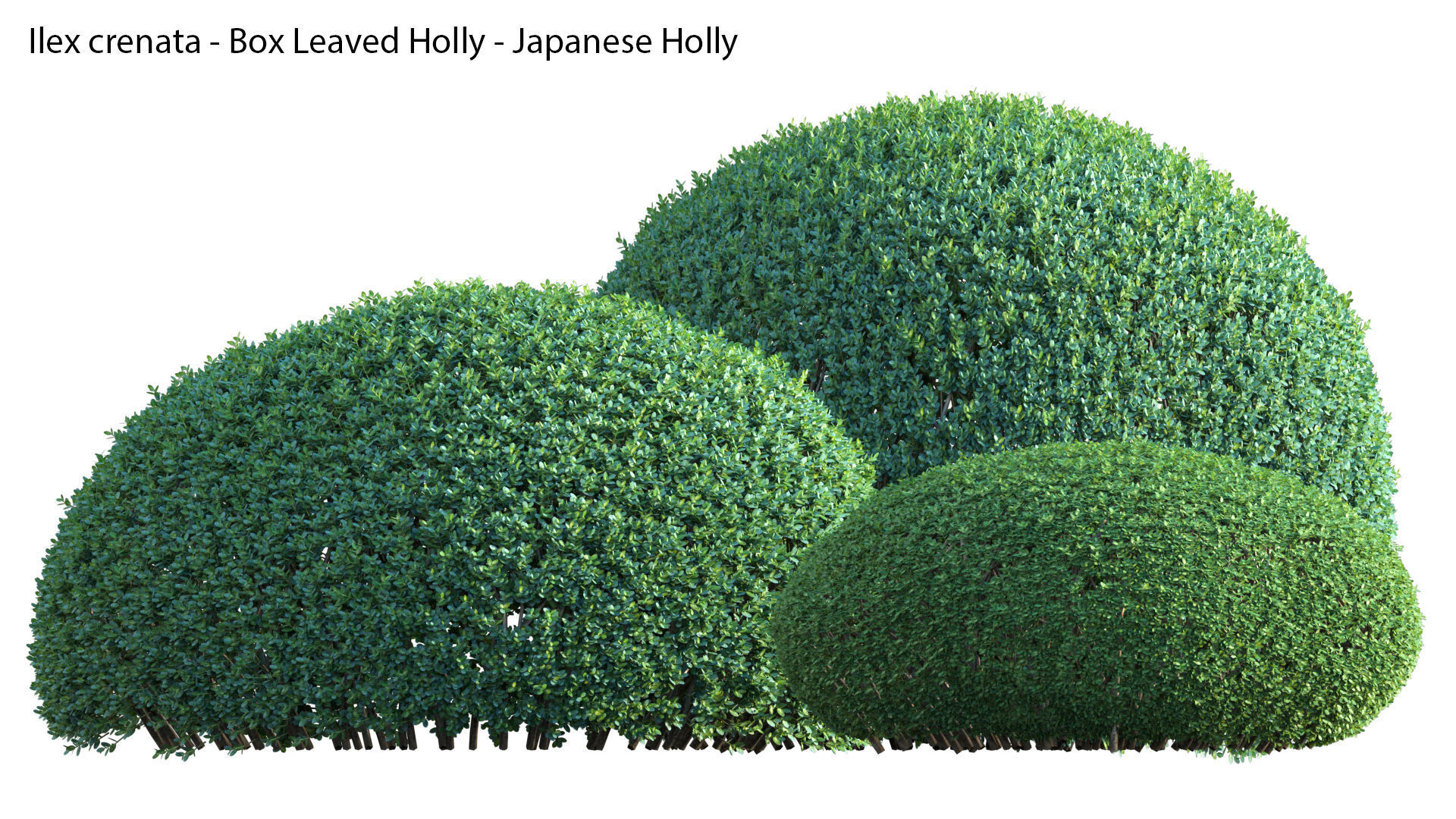 Ilex crenata - Box Leaved Holly - Japanese Holly - 01 3D model | CGTrader