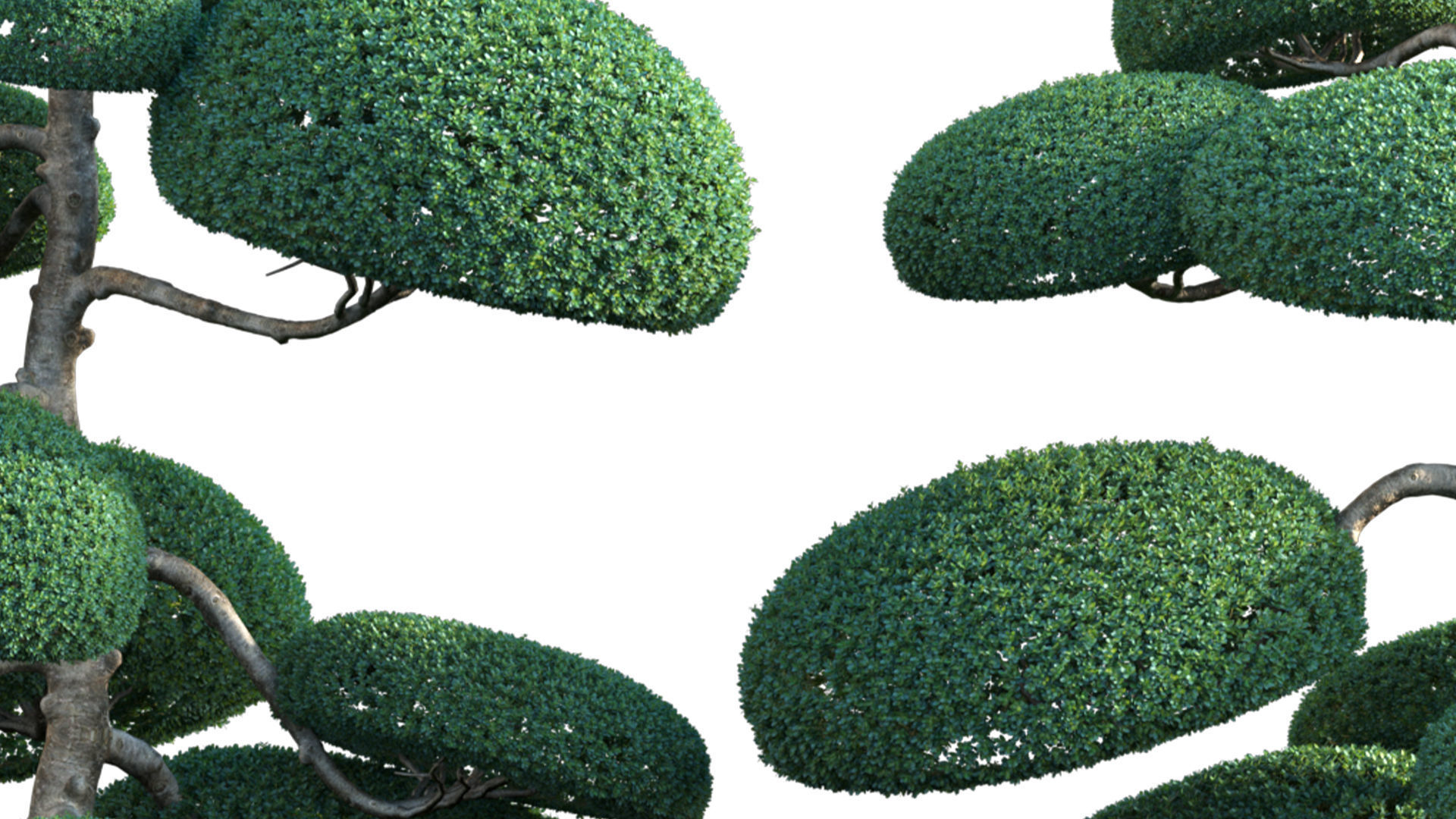 Ilex crenata - Box Leaved Holly - Japanese Holly - 03 3D model | CGTrader