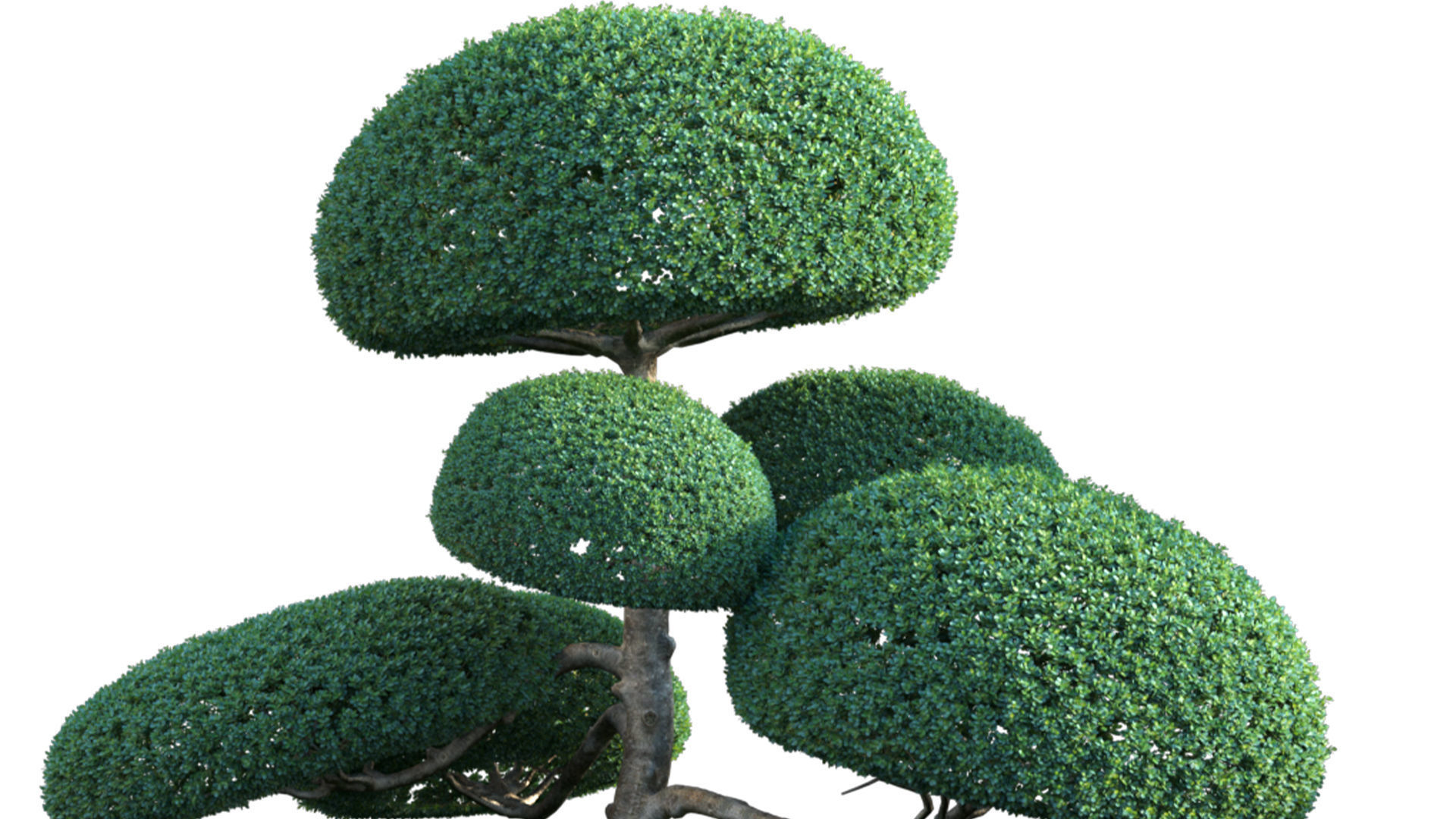 Ilex crenata - Box Leaved Holly - Japanese Holly - 03 3D model | CGTrader