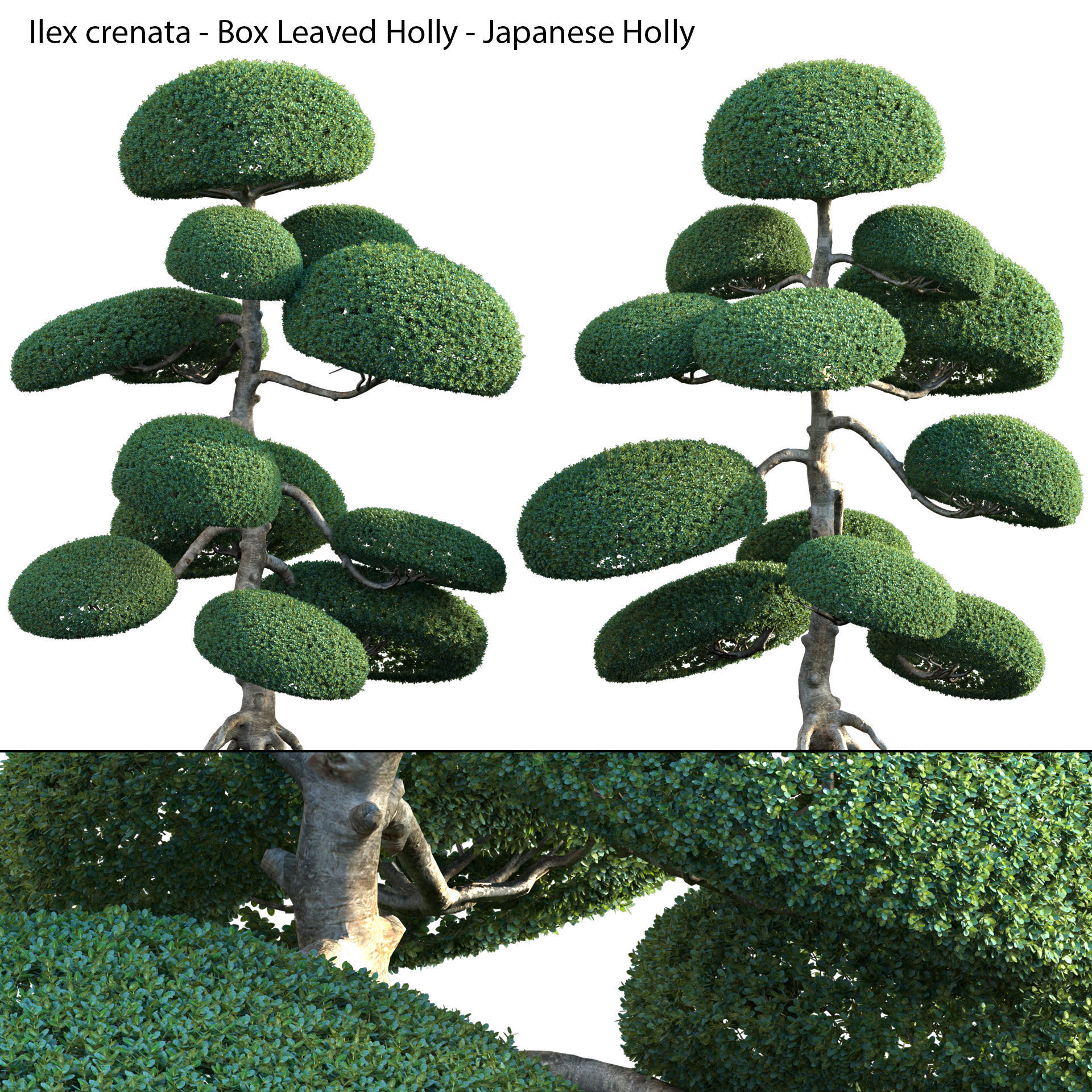 Ilex crenata - Box Leaved Holly - Japanese Holly - 03 3D model | CGTrader