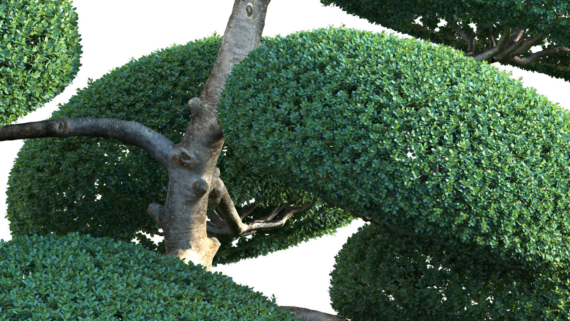 Ilex crenata - Box Leaved Holly - Japanese Holly - 03 3D model | CGTrader