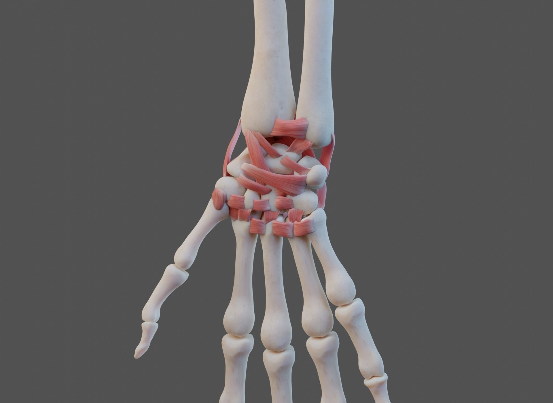 Wrist Joint Ligaments 3D model | CGTrader