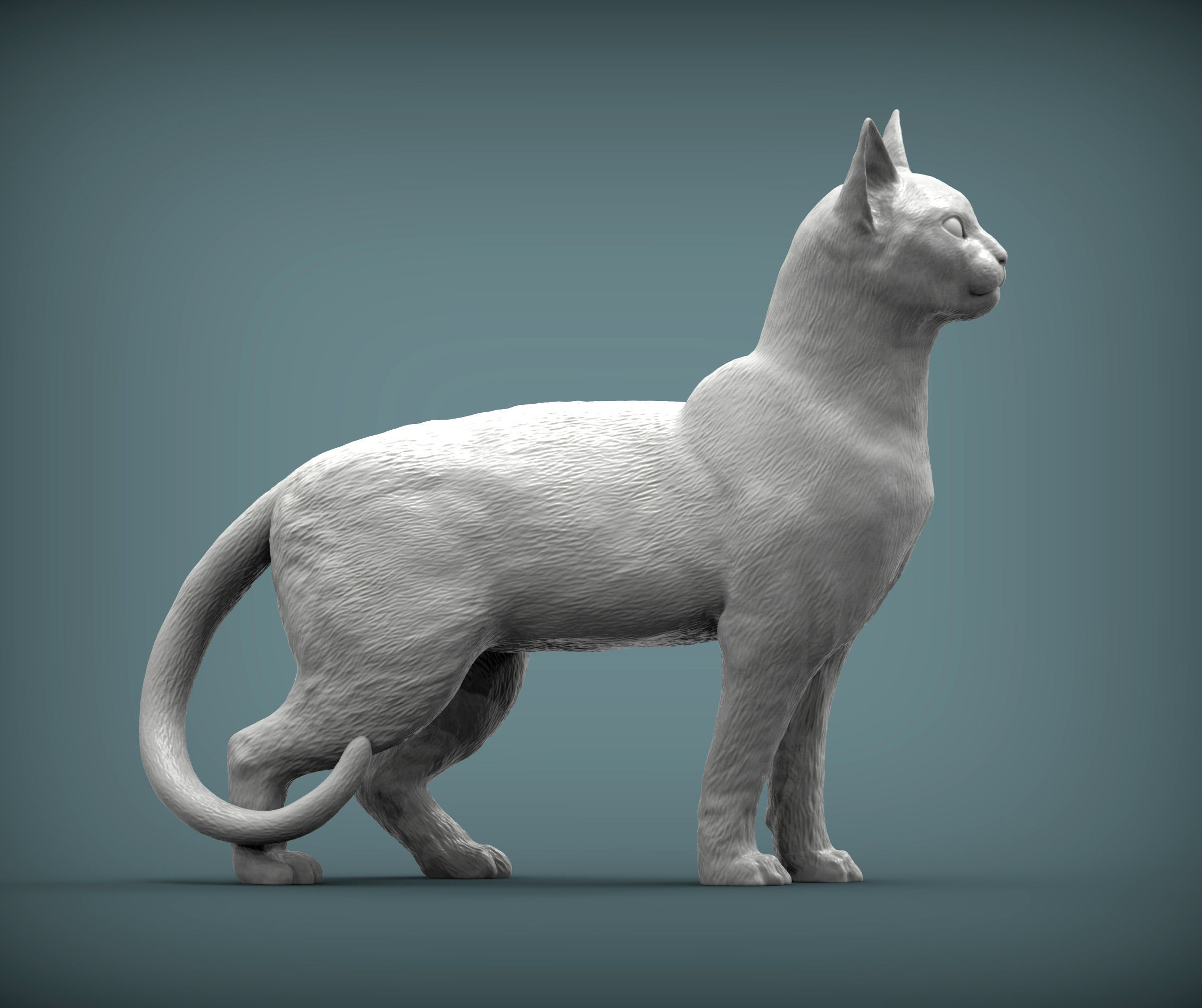 abyssinian cat 3D model 3D printable | CGTrader