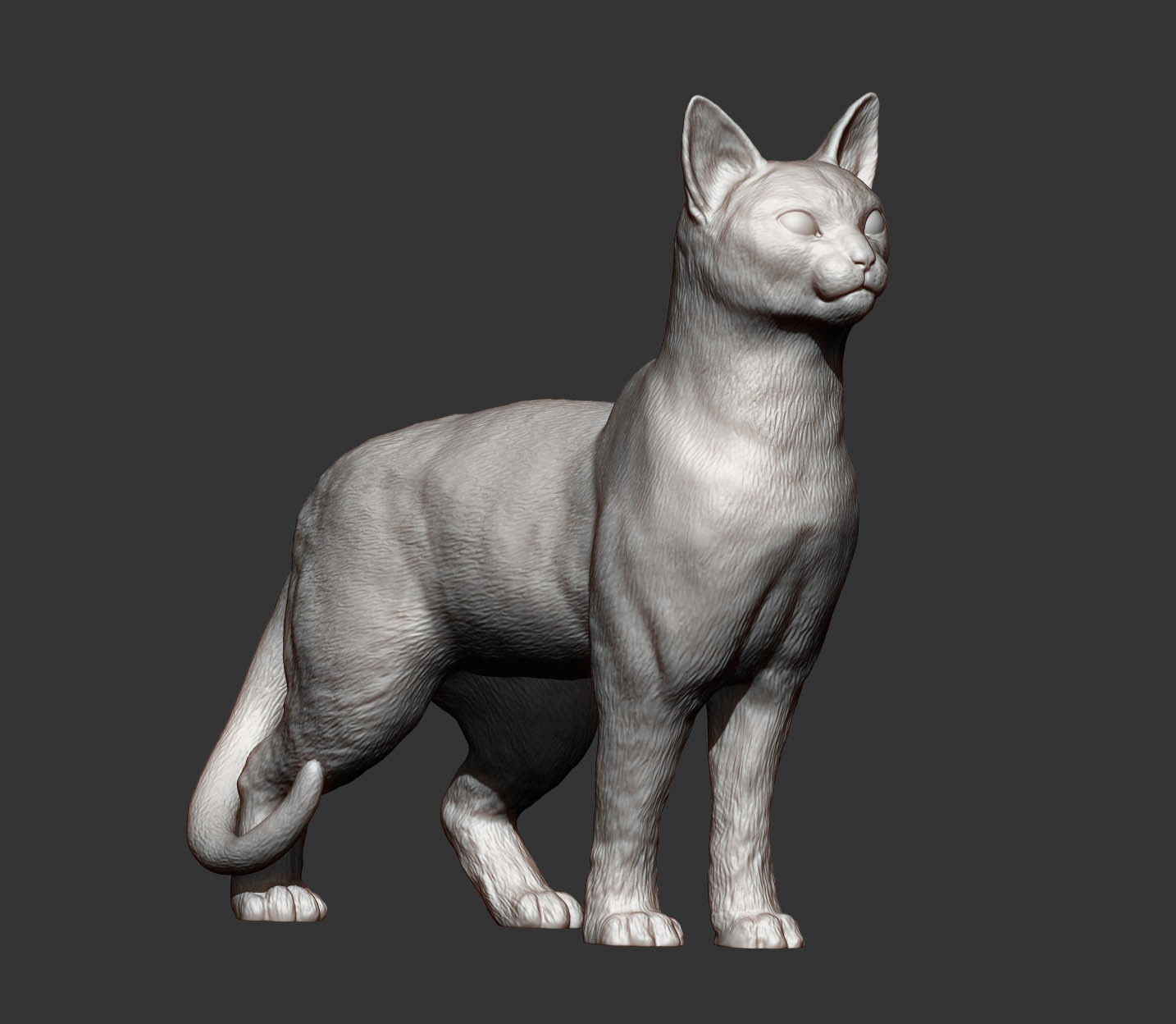 abyssinian cat 3D model 3D printable | CGTrader