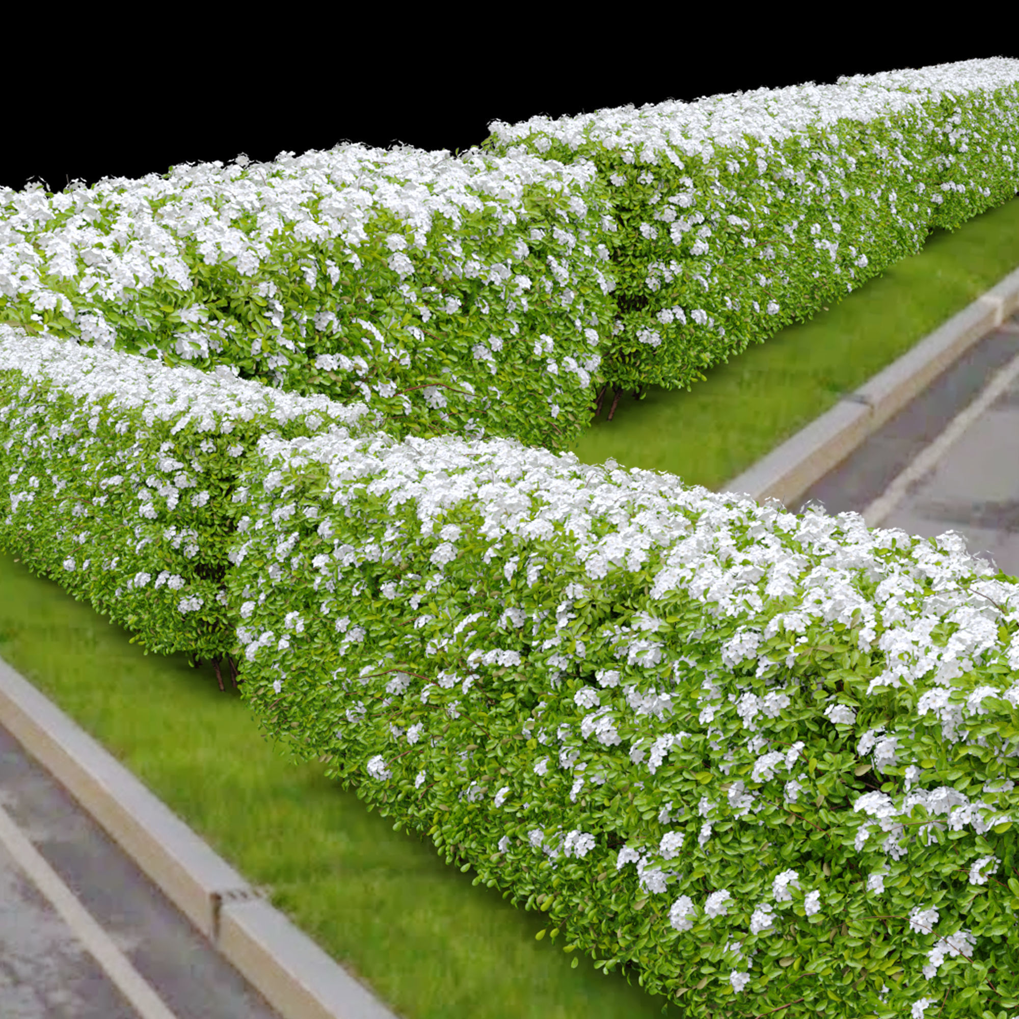 Spirea hedge bush 3D model | CGTrader