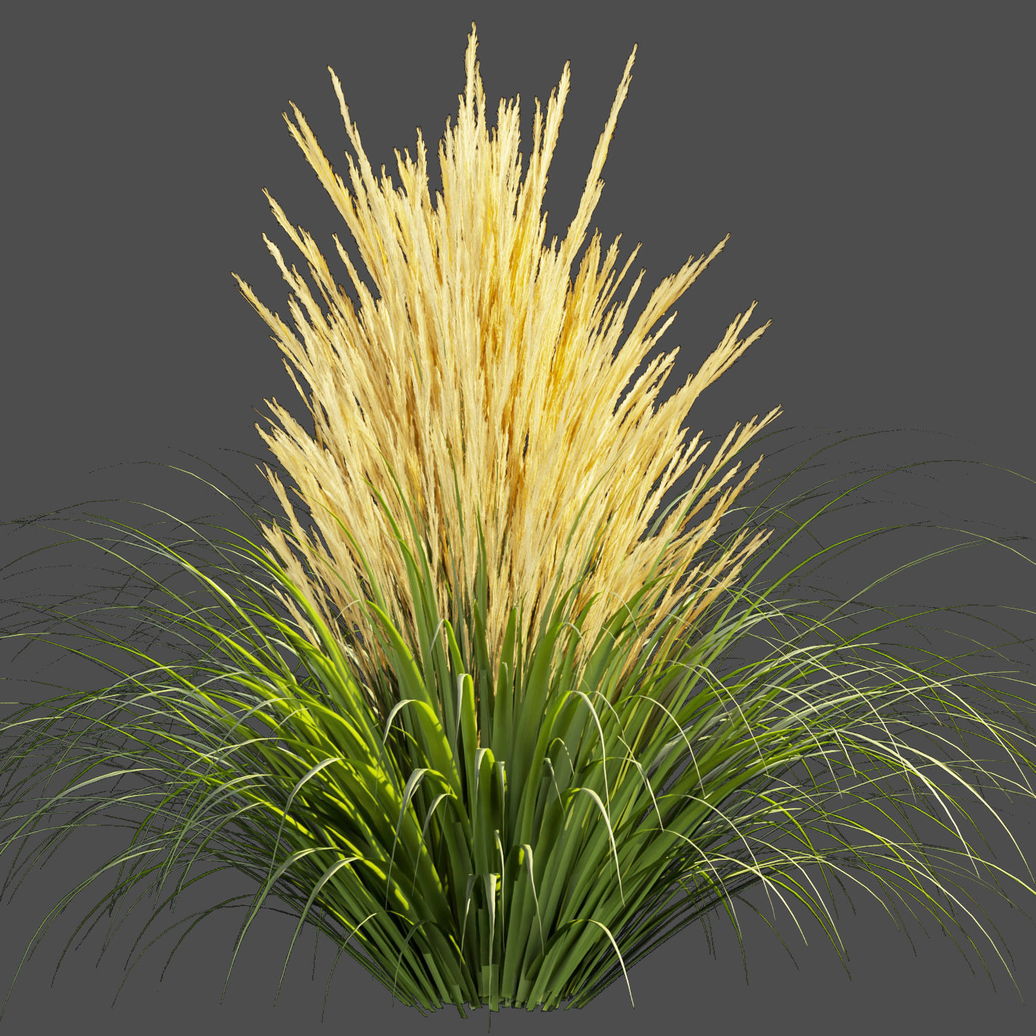 Collection plant vol 383 - grass - Switchgrass - Northwind 3D model ...