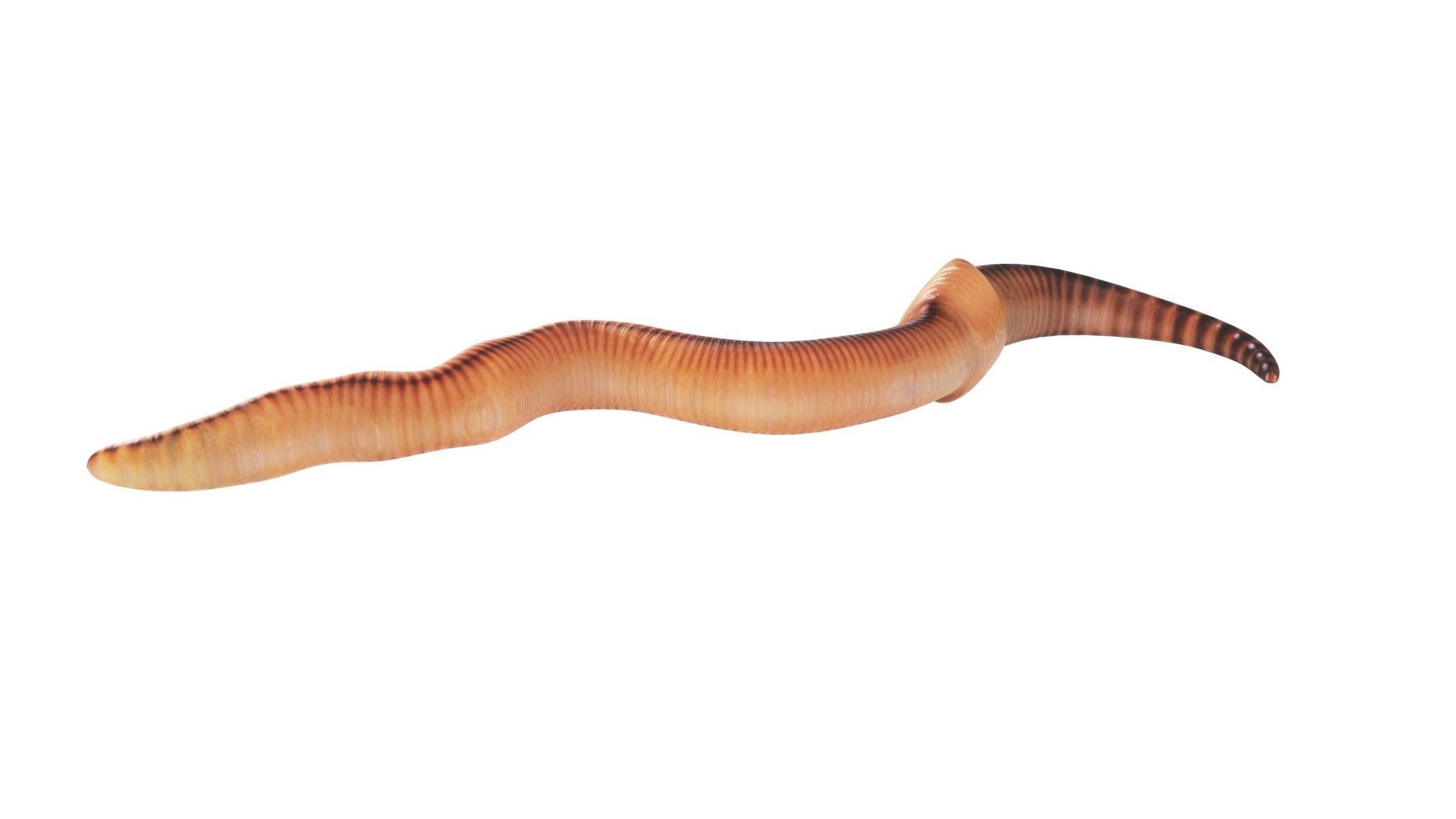 Earthworm 3D model | CGTrader