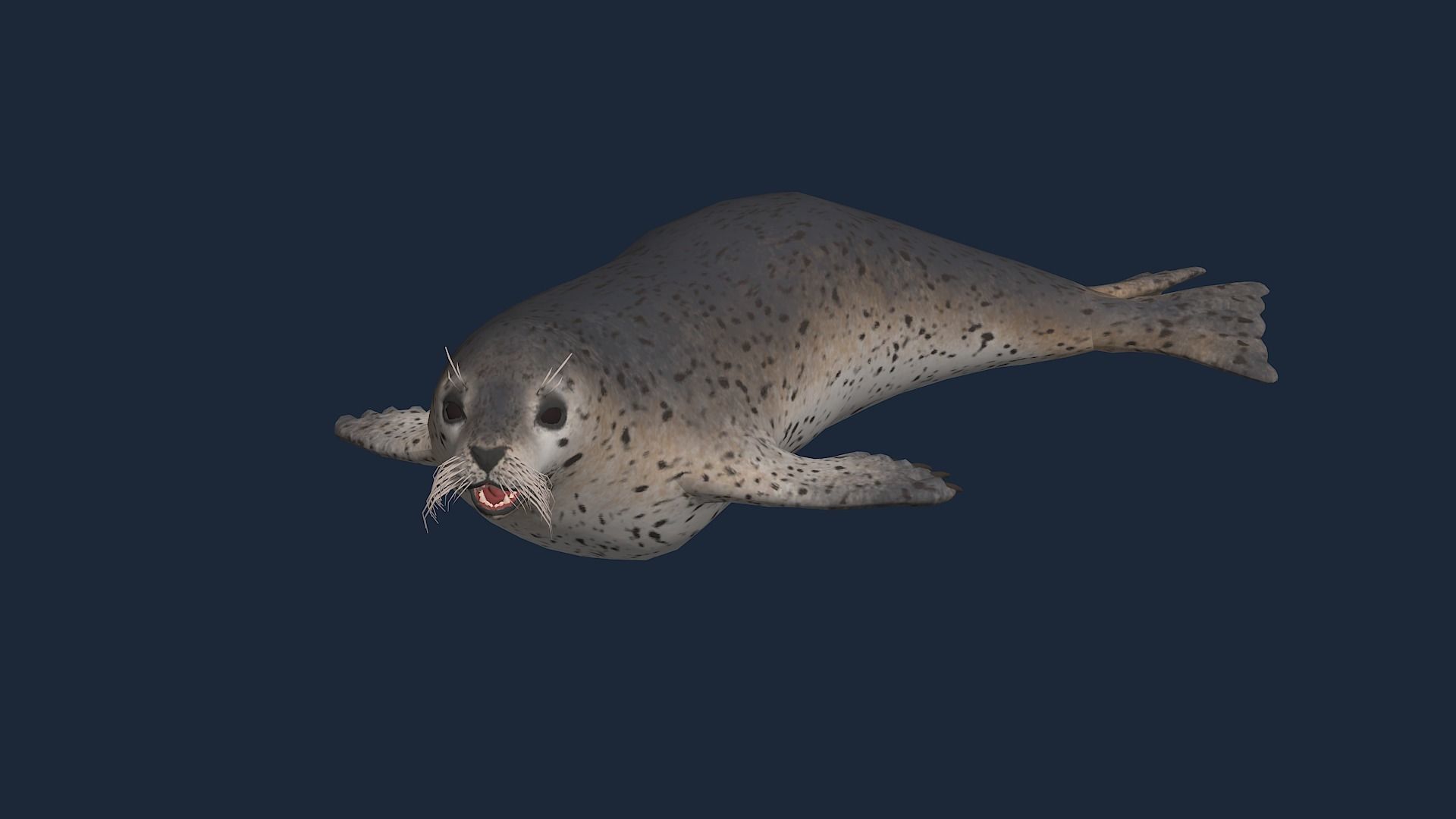 3D model animated seal sea lion VR / AR / low-poly | CGTrader