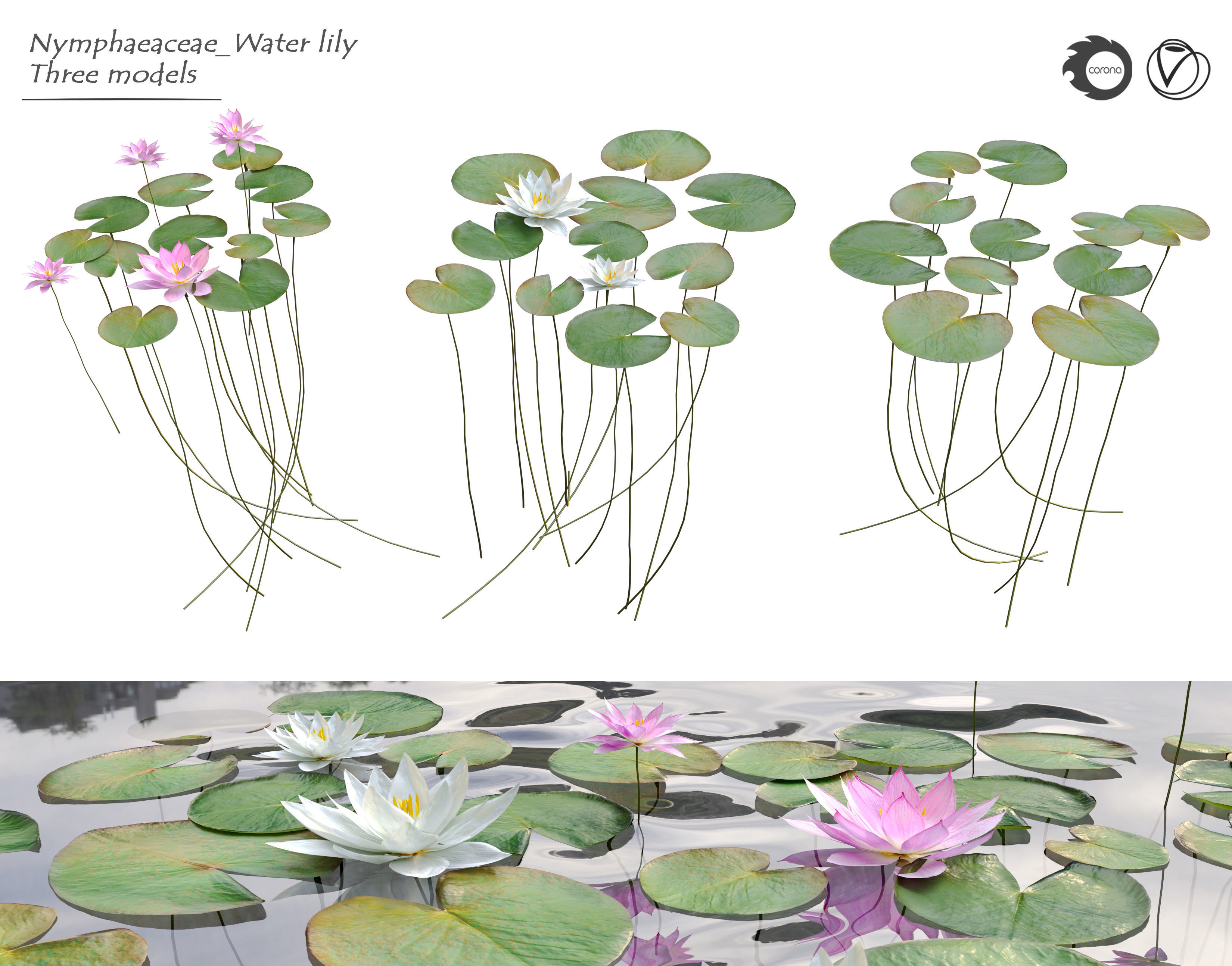 Nymphaeaceae Water Lily 3D model | CGTrader