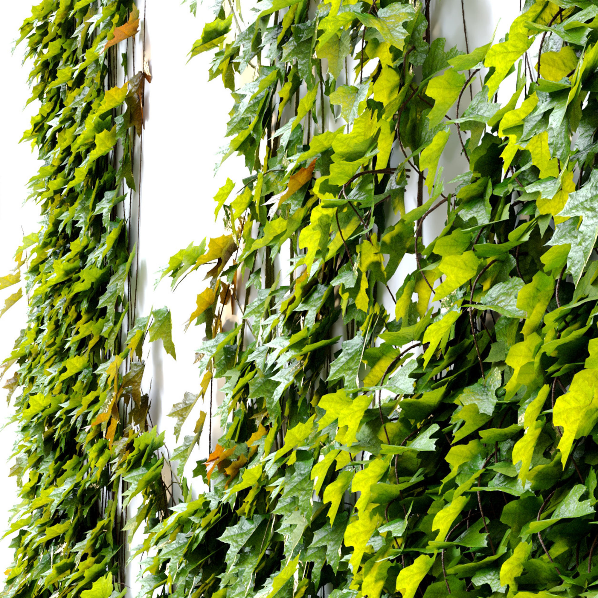 Vine Plant 2 3D model | CGTrader