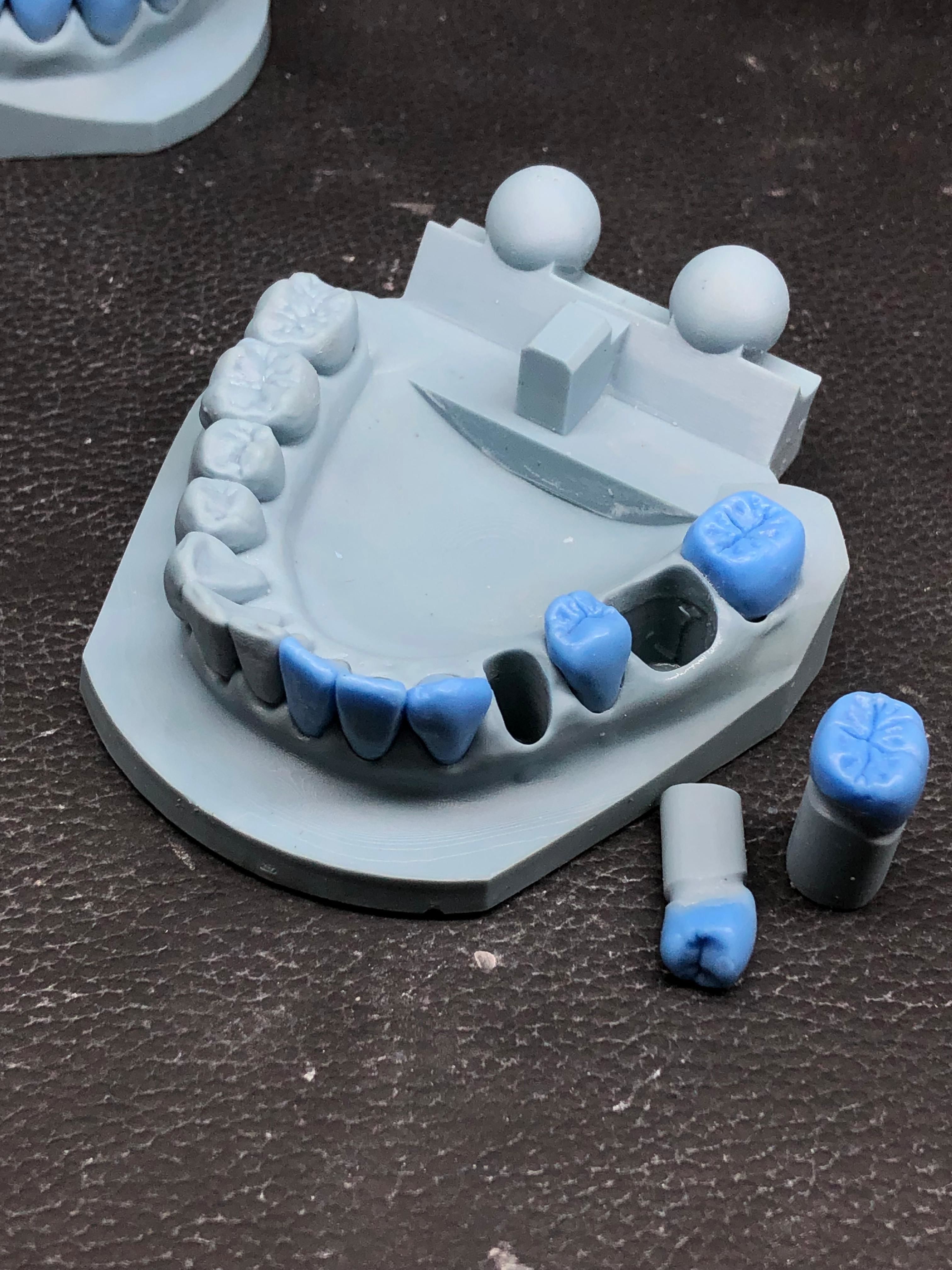 Dental training model Dental Sample model 3D model 3D printable | CGTrader