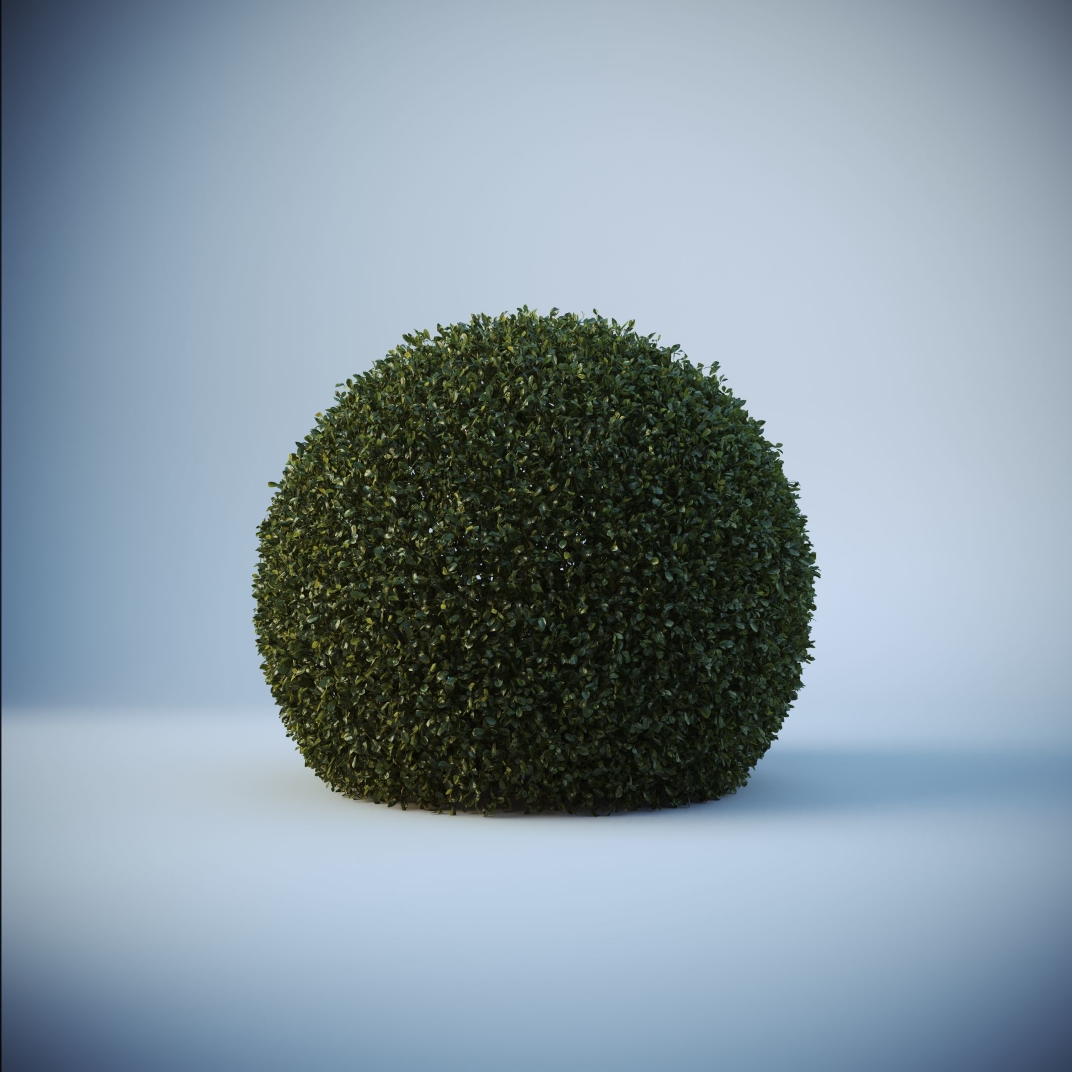Buxus Sempervirens - Boxwood 3D model | CGTrader