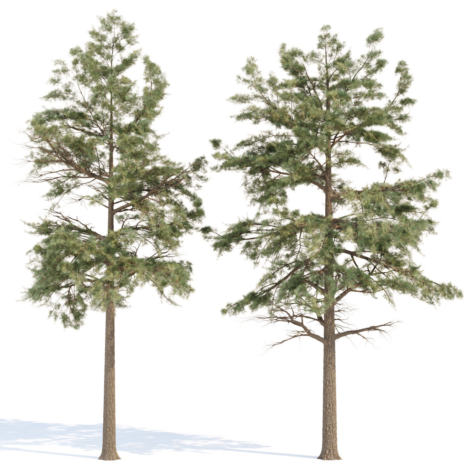 Conifer trees collection vol 130 3D model | CGTrader