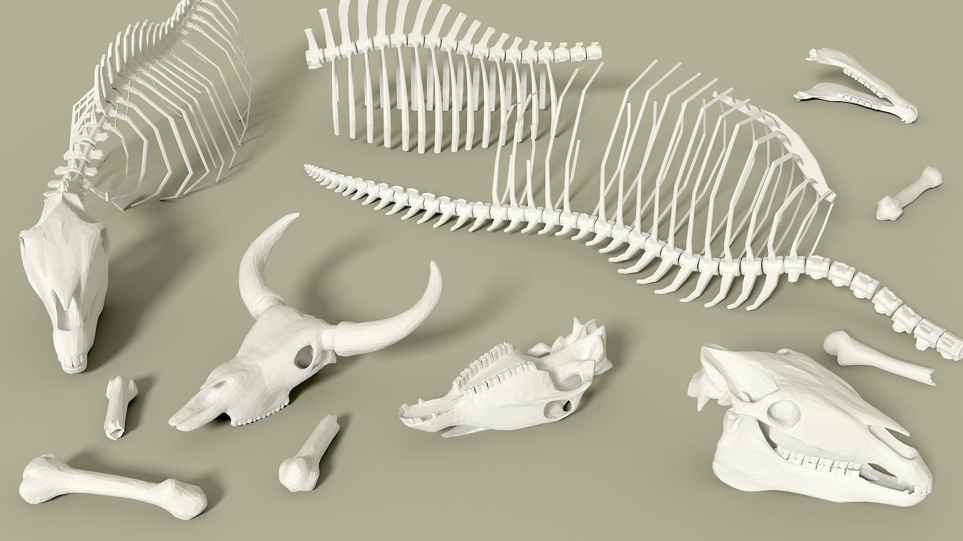 3D model Animals bones with skulls VR / AR / low-poly | CGTrader