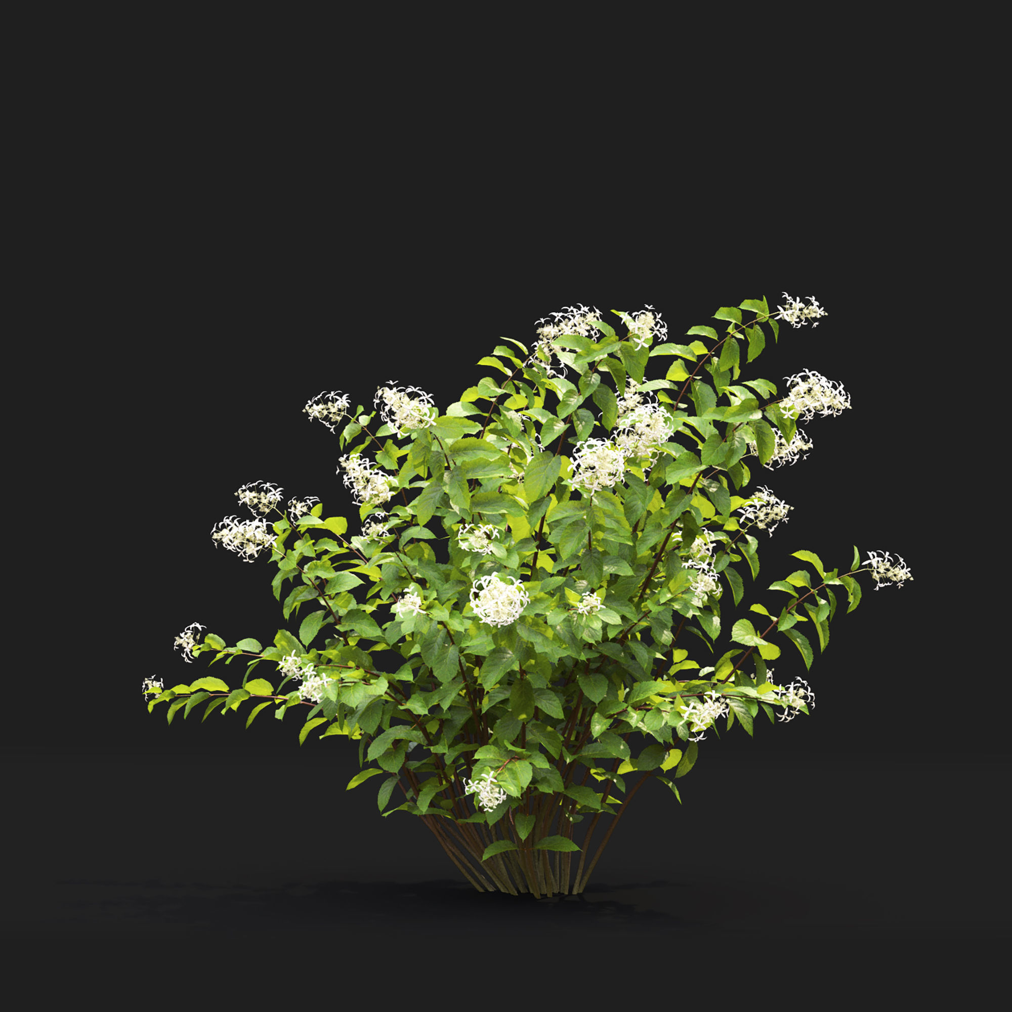 Hydrangea Great Star 01 3D model | CGTrader
