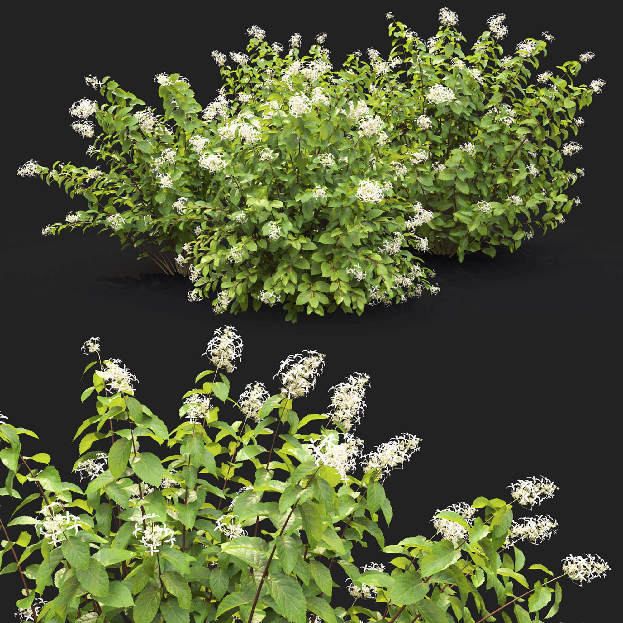 Hydrangea Great Star 01 3D model | CGTrader