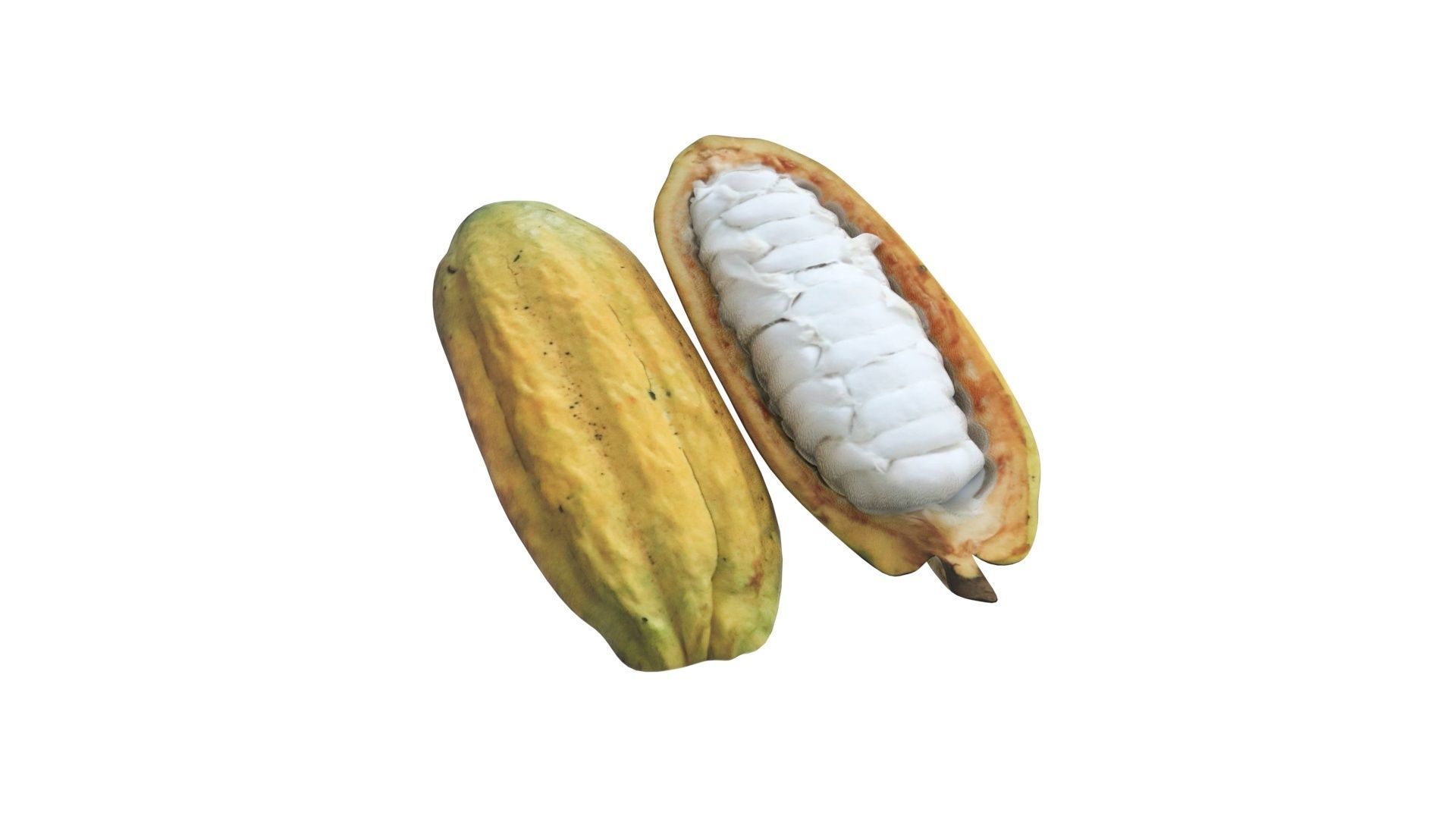 Opened and Unripe Cocoa Fruit 3D model | CGTrader