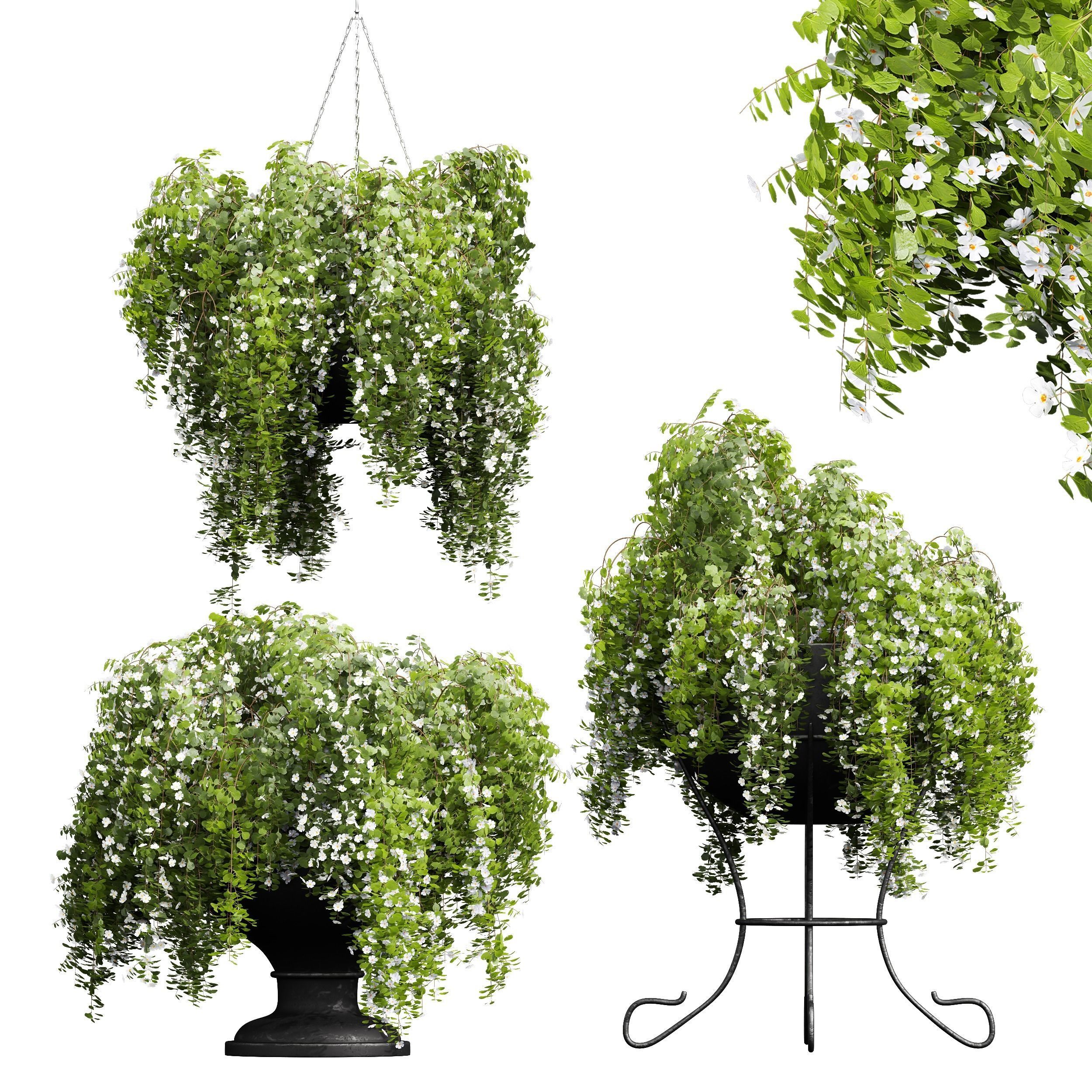New Plant Bacopa Diffusa Sutera Pot 3D model | CGTrader