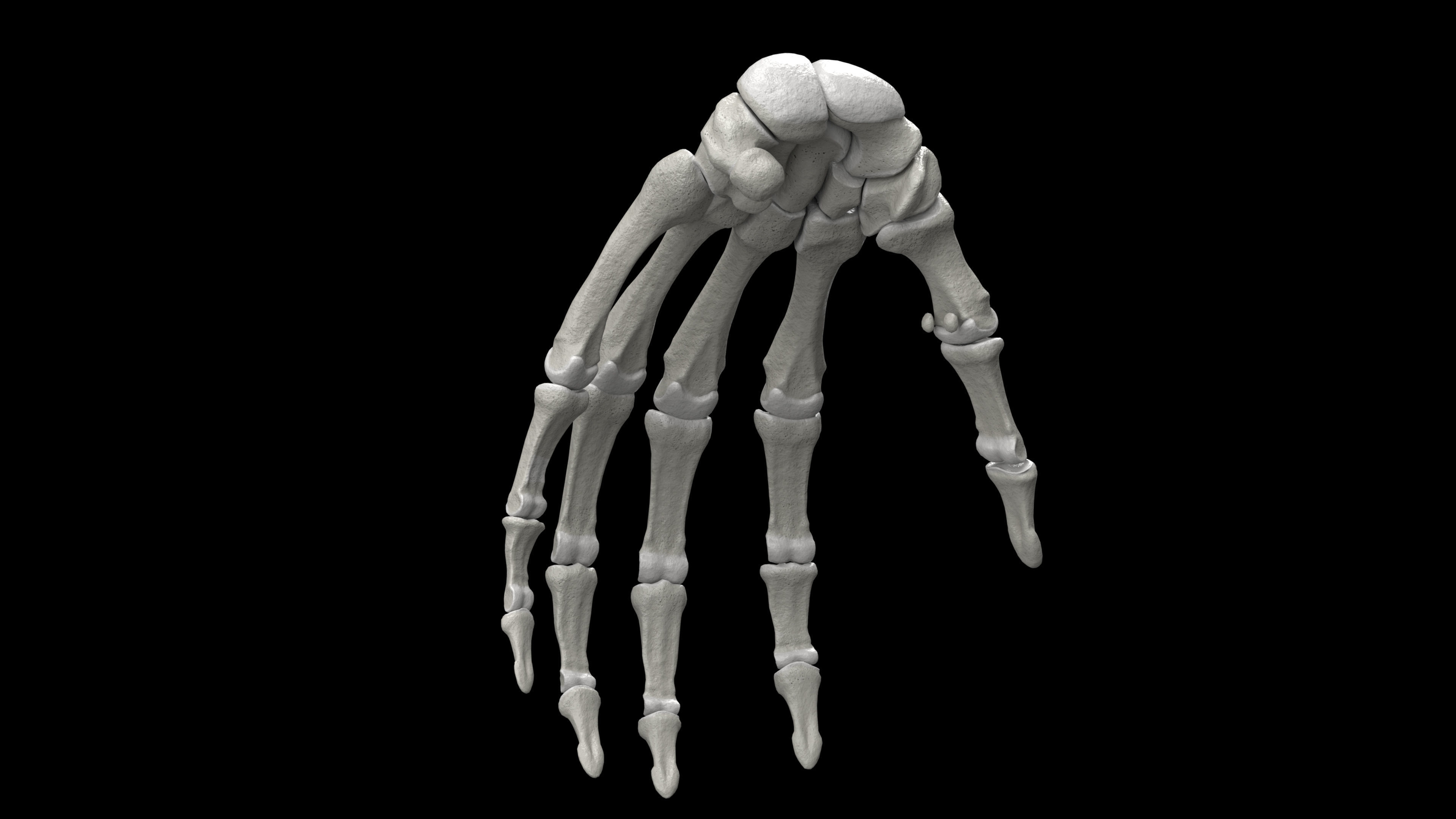 3D model Human Arm Bones - Homerus - Ulna - Radius - Hand VR / AR / low ...