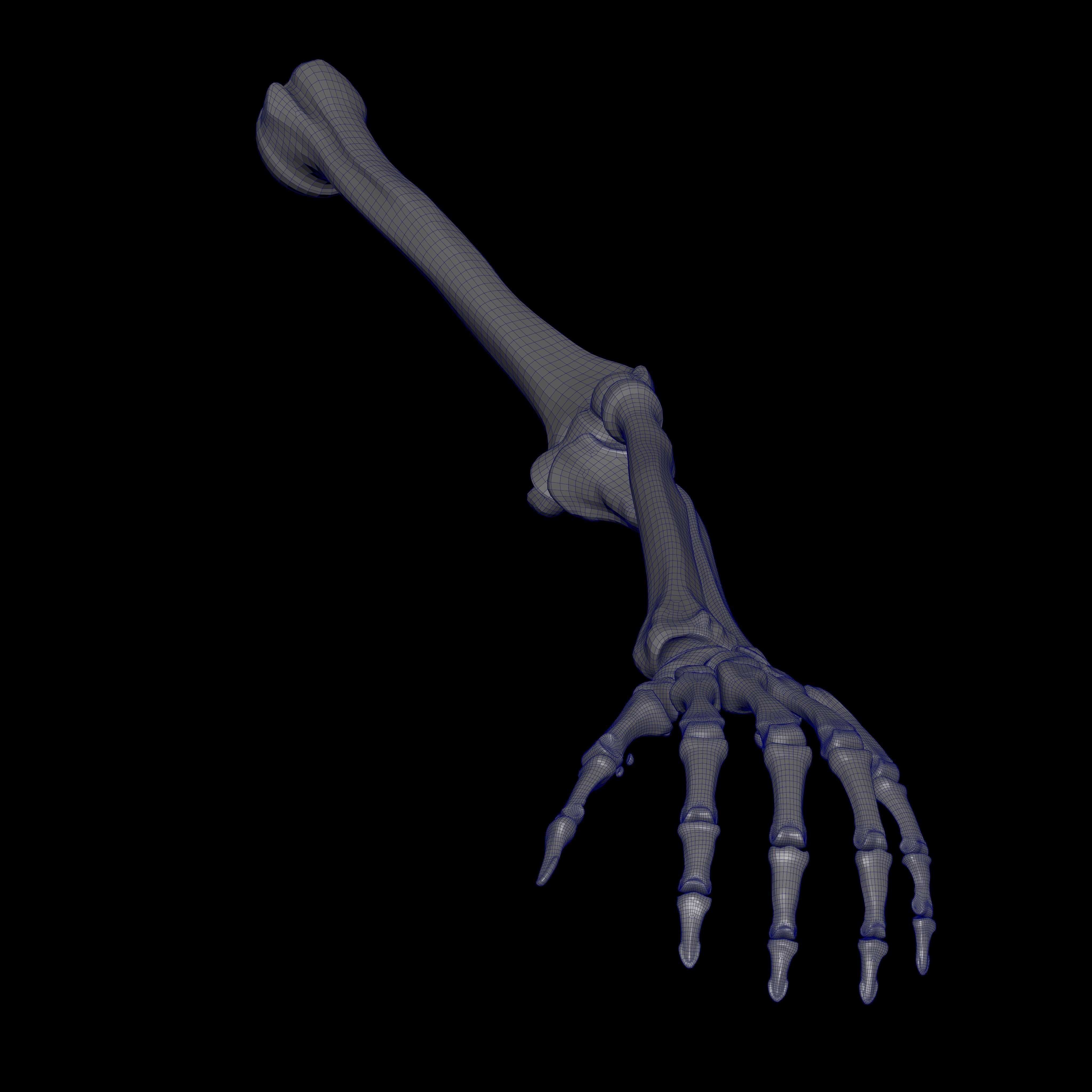 3D model Human Arm Bones - Homerus - Ulna - Radius - Hand VR / AR / low ...