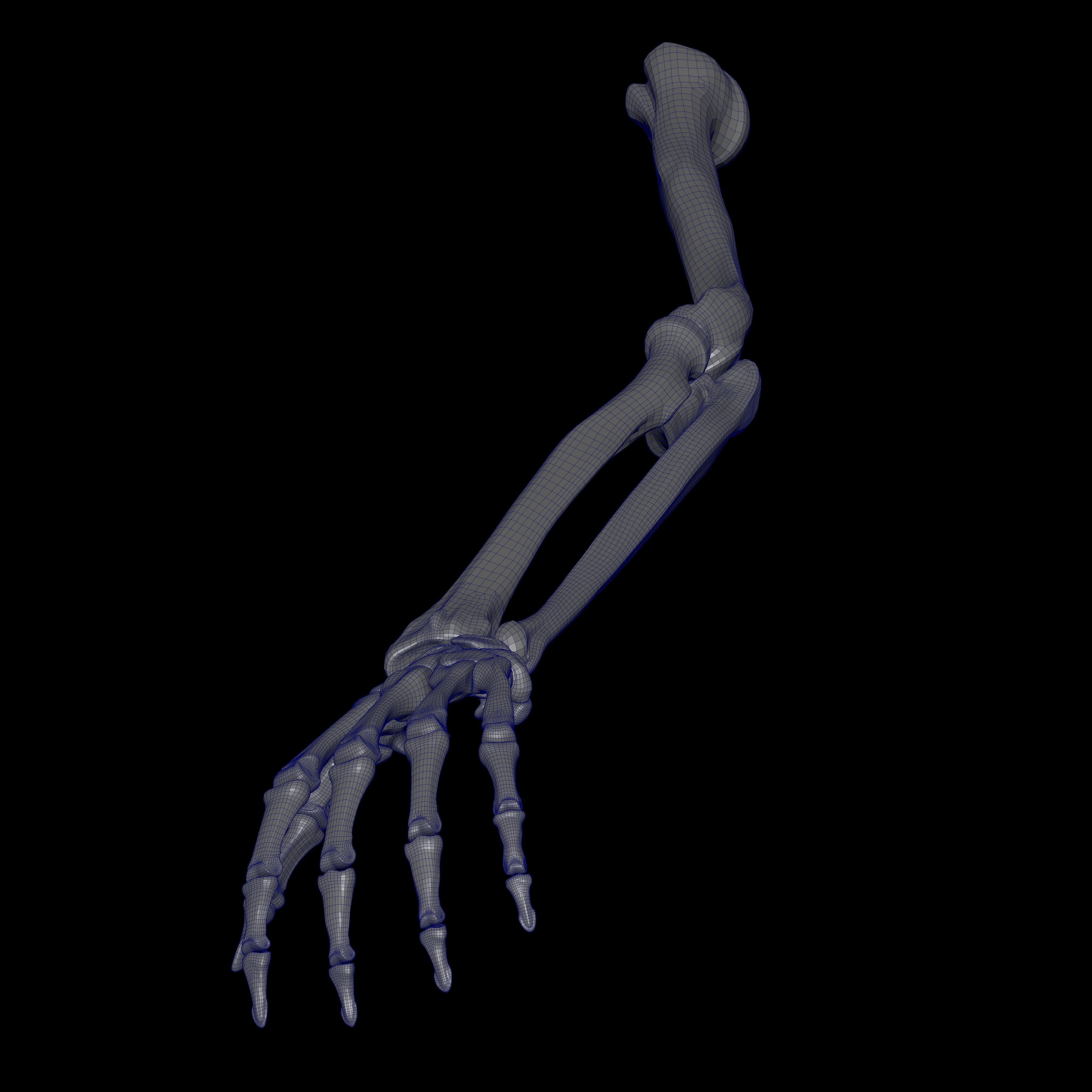 3D model Human Arm Bones - Homerus - Ulna - Radius - Hand VR / AR / low ...