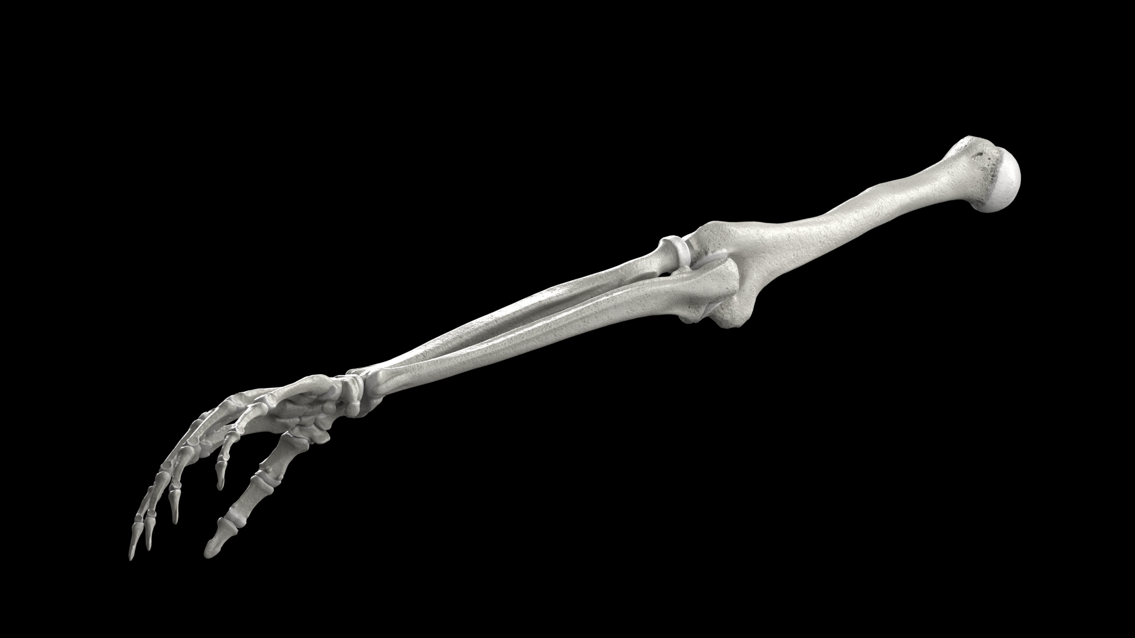 3D model Human Arm Bones - Homerus - Ulna - Radius - Hand VR / AR / low ...