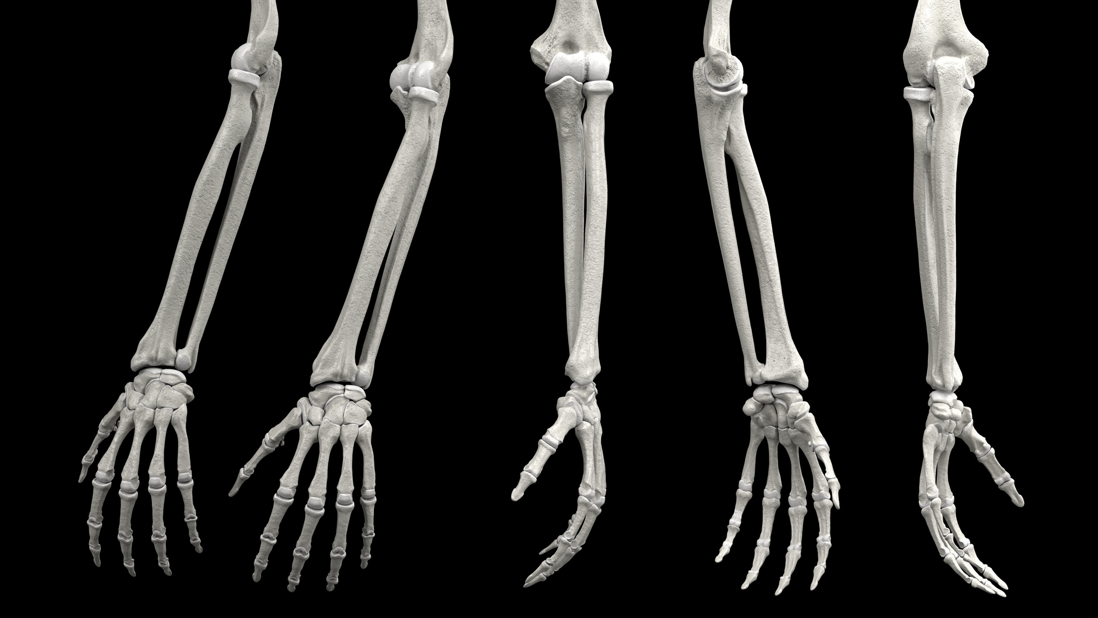 3D model Human Arm Bones - Homerus - Ulna - Radius - Hand VR / AR / low ...