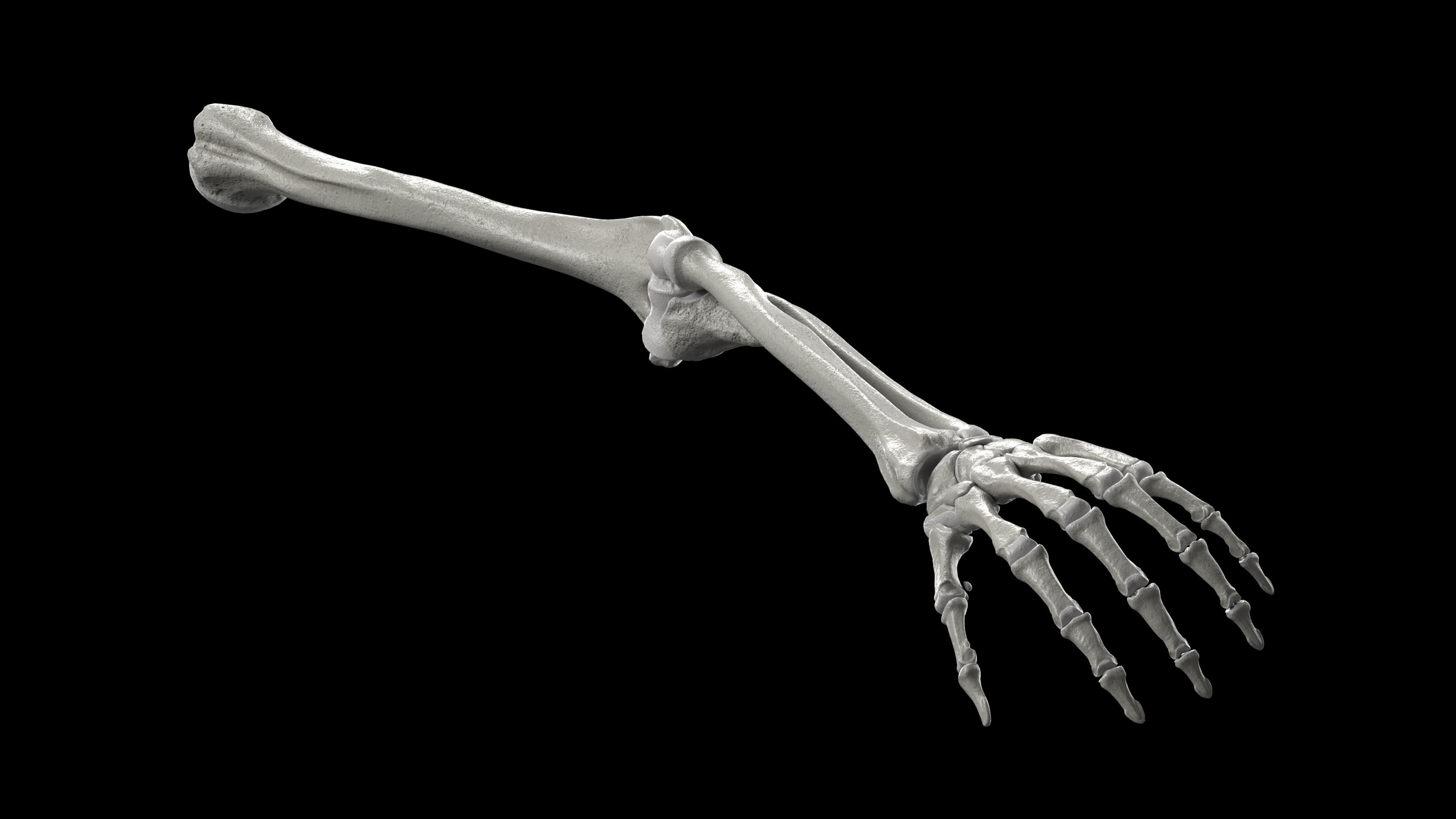 3D model Human Arm Bones - Homerus - Ulna - Radius - Hand VR / AR / low ...