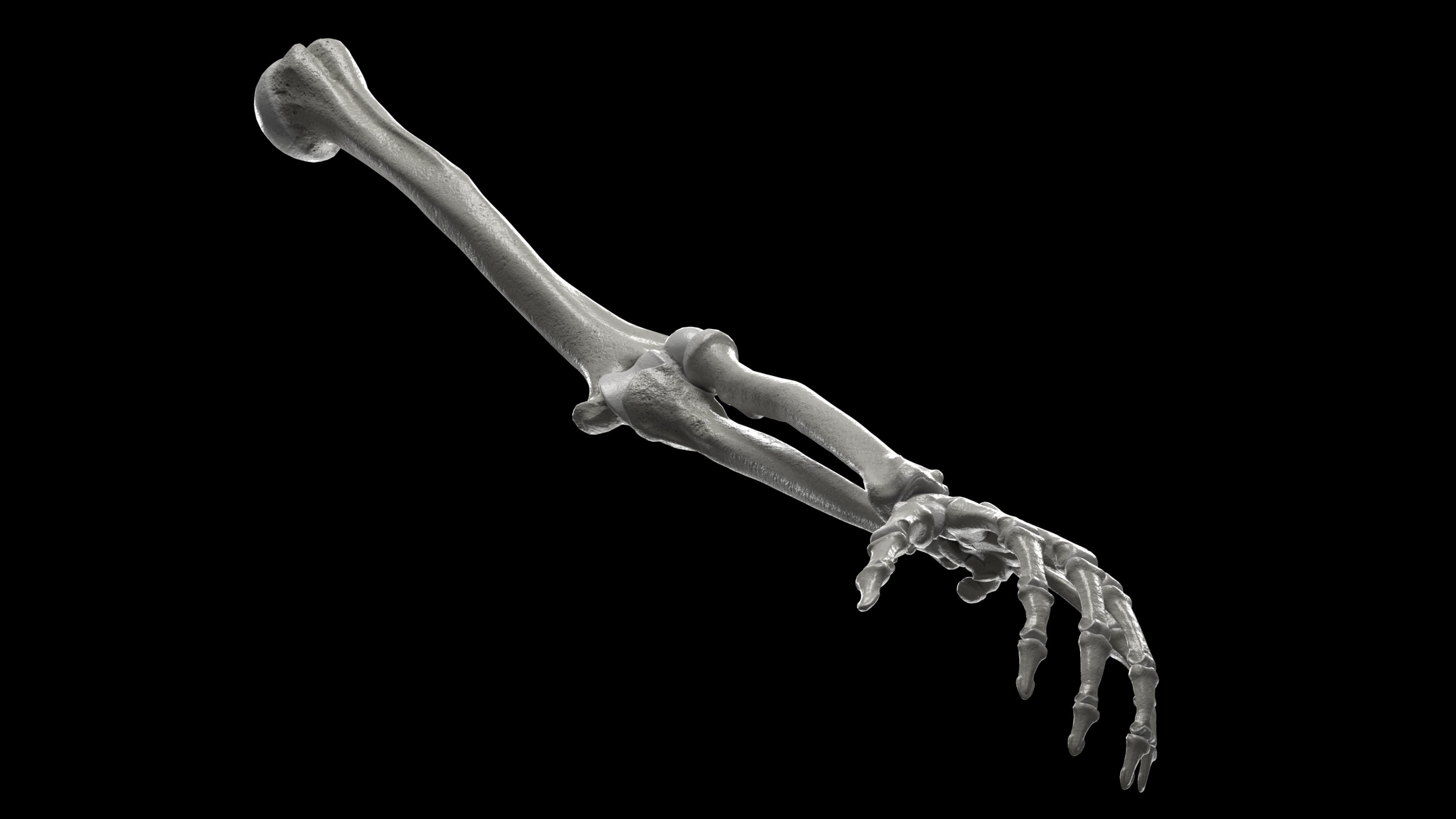 3D model Human Arm Bones - Homerus - Ulna - Radius - Hand VR / AR / low ...