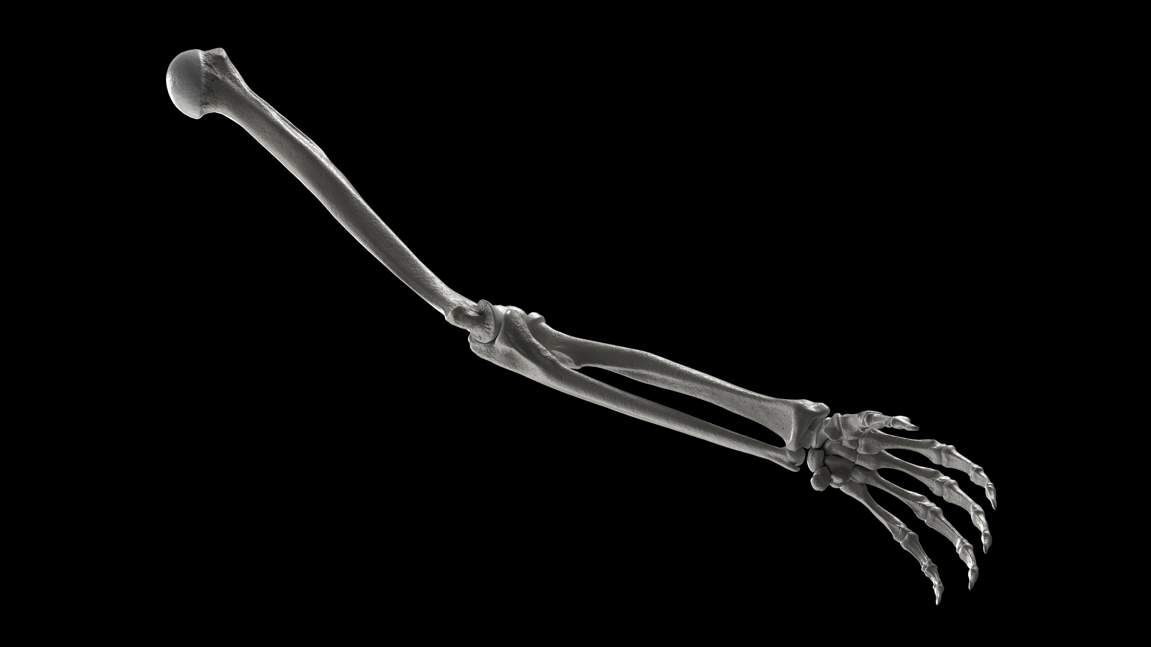 3D model Human Arm Bones - Homerus - Ulna - Radius - Hand VR / AR / low ...