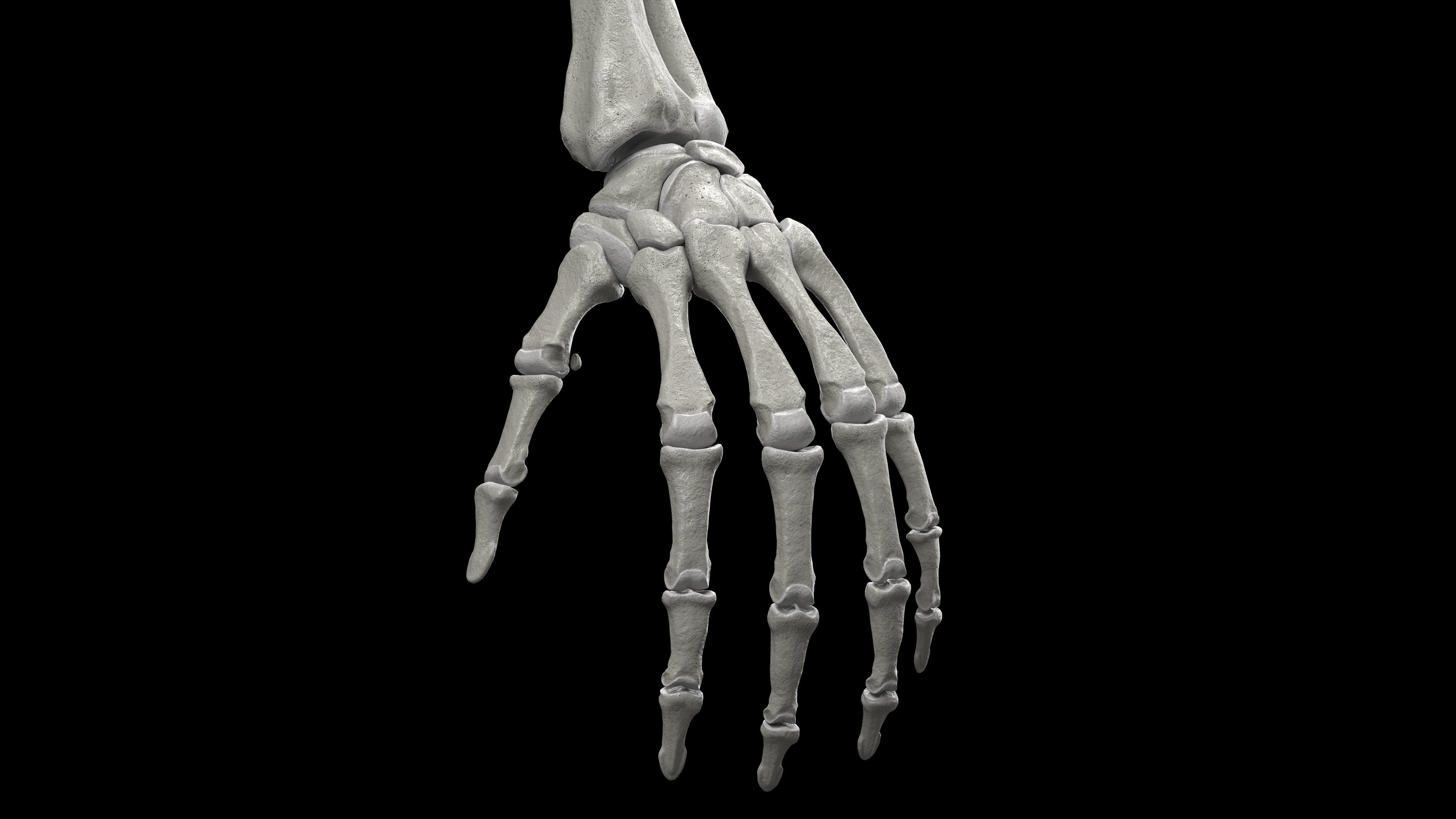 3D model Human Arm Bones - Homerus - Ulna - Radius - Hand VR / AR / low ...