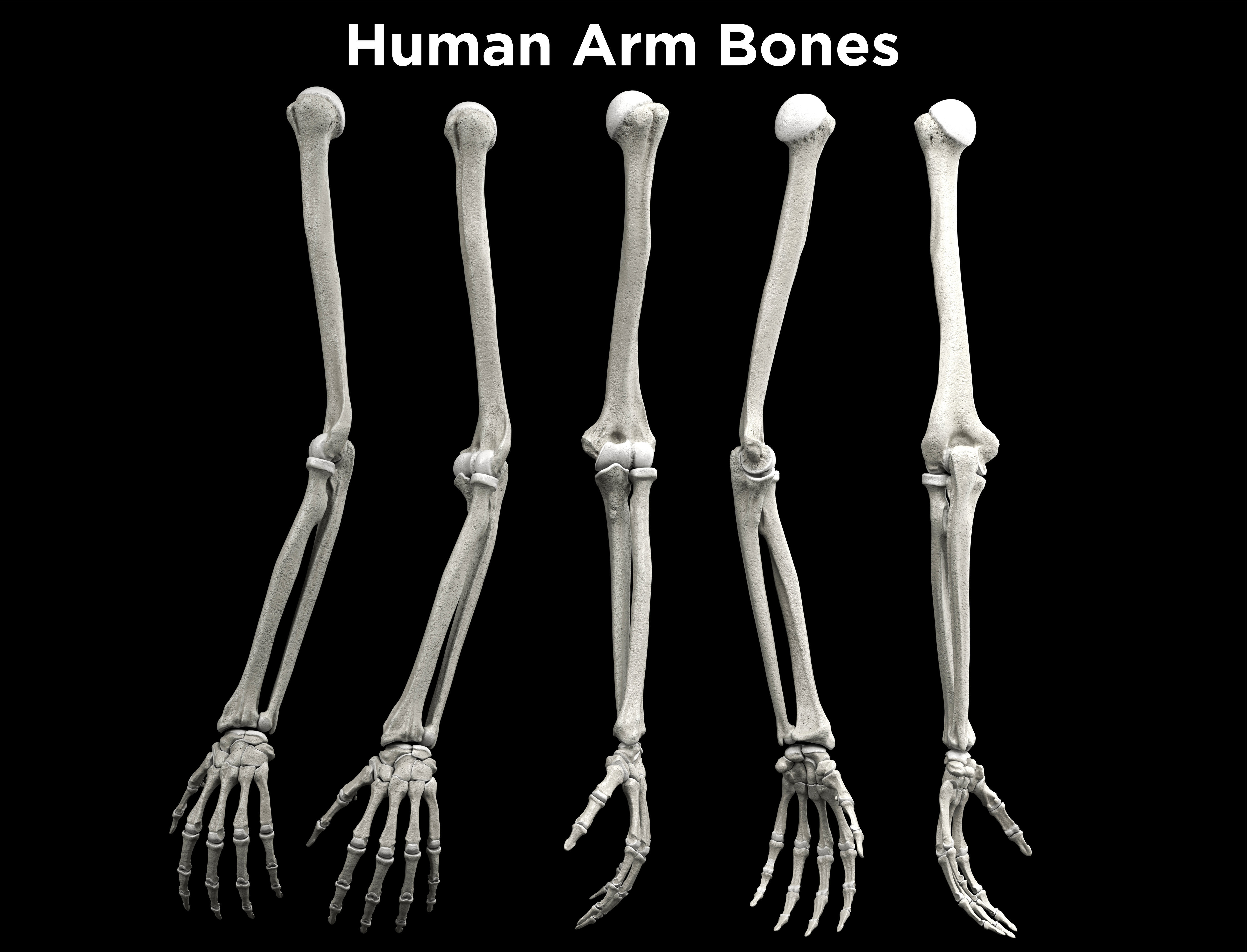 3D model Human Arm Bones - Homerus - Ulna - Radius - Hand VR / AR / low ...