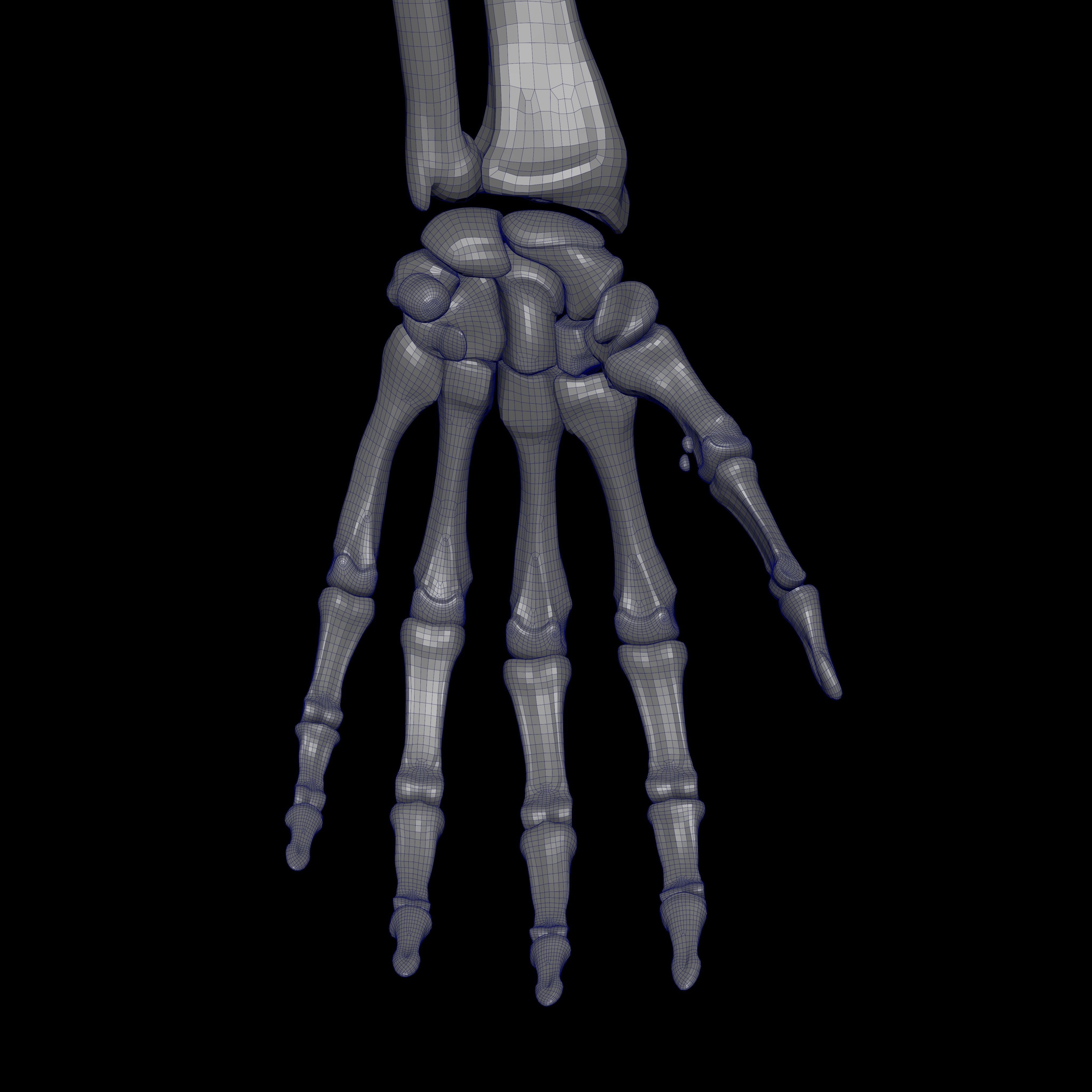 3D model Human Arm Bones - Homerus - Ulna - Radius - Hand VR / AR / low ...