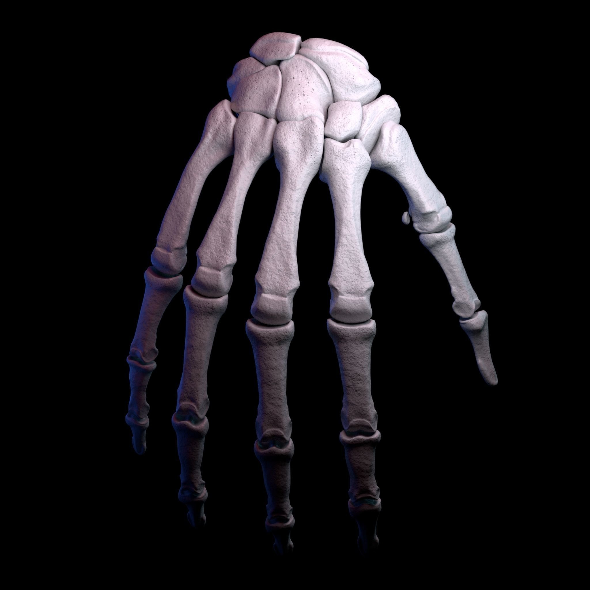 3D model Human Hand Bones VR / AR / low-poly | CGTrader