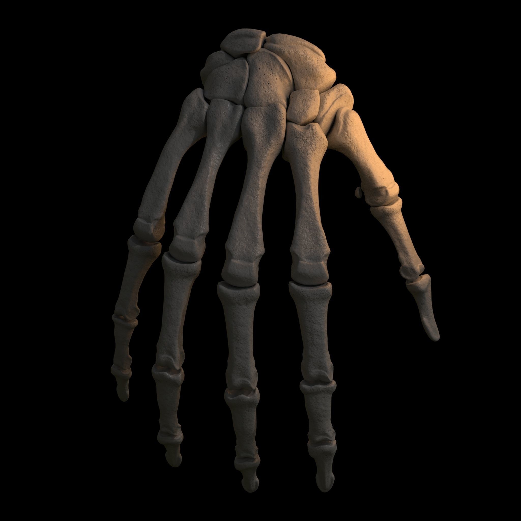 3D model Human Hand Bones VR / AR / low-poly | CGTrader