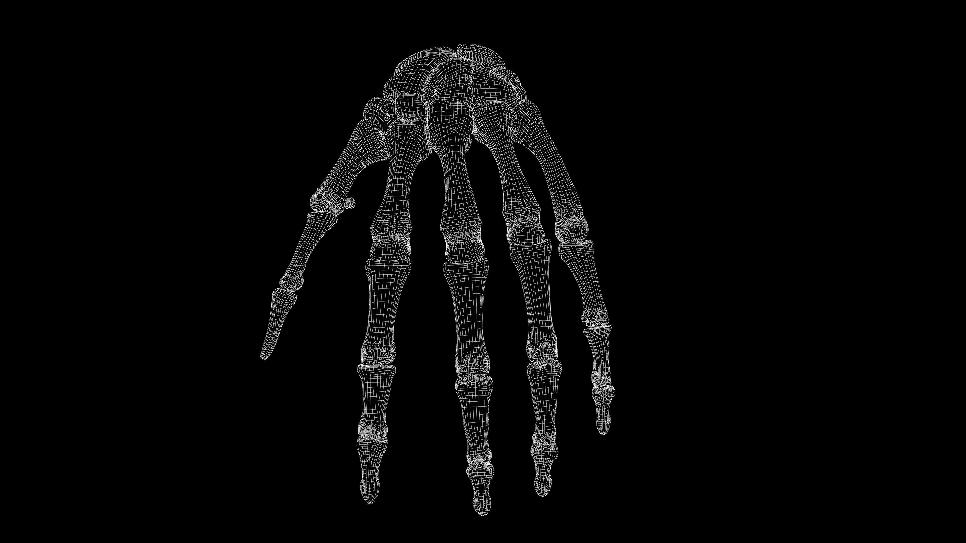 3D model Human Hand Bones VR / AR / low-poly | CGTrader