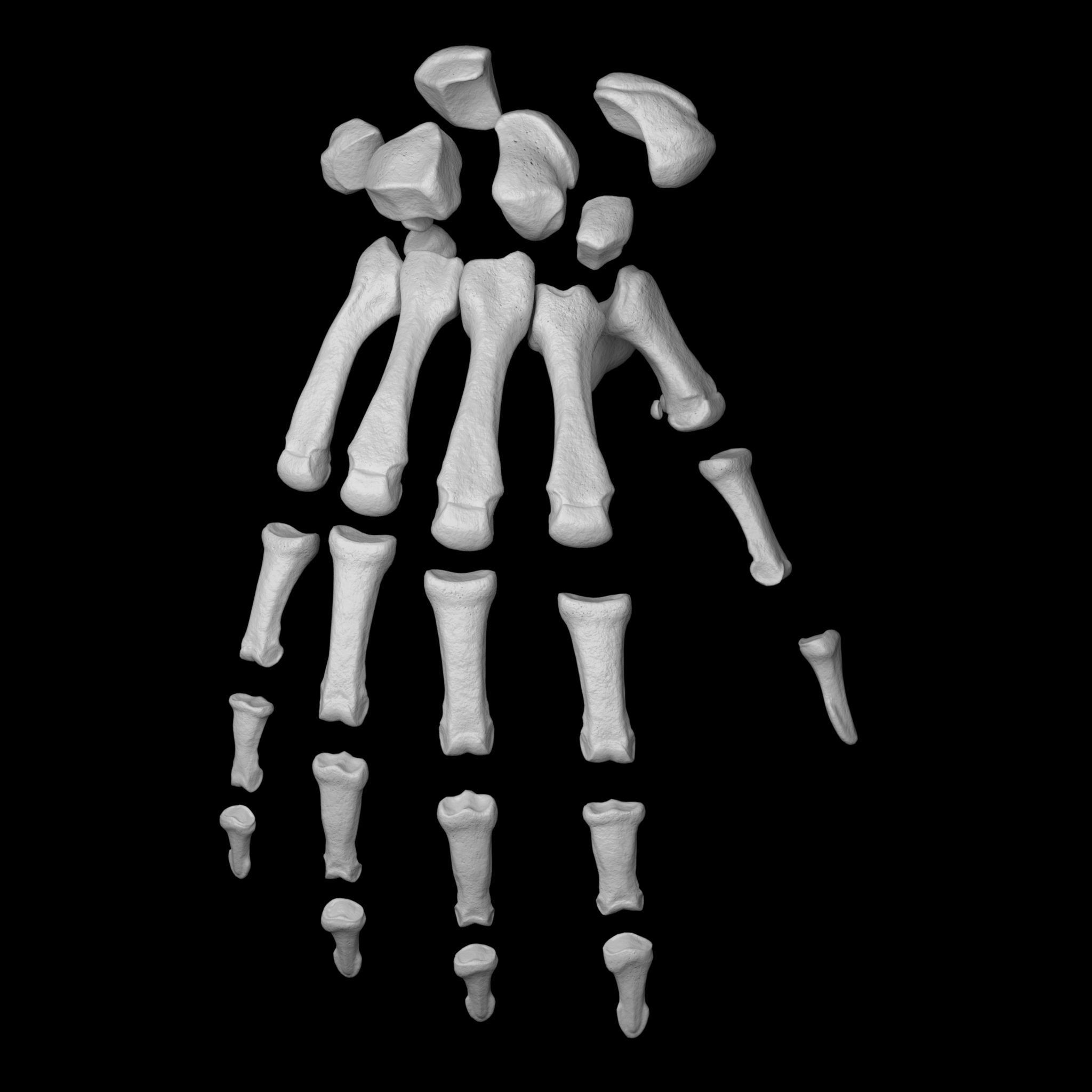 3D model Human Hand Bones VR / AR / low-poly | CGTrader